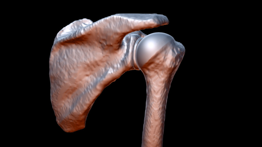 # 020 Shoulder Study - 3D model by makerof3d [899f0df] - Sketchfab