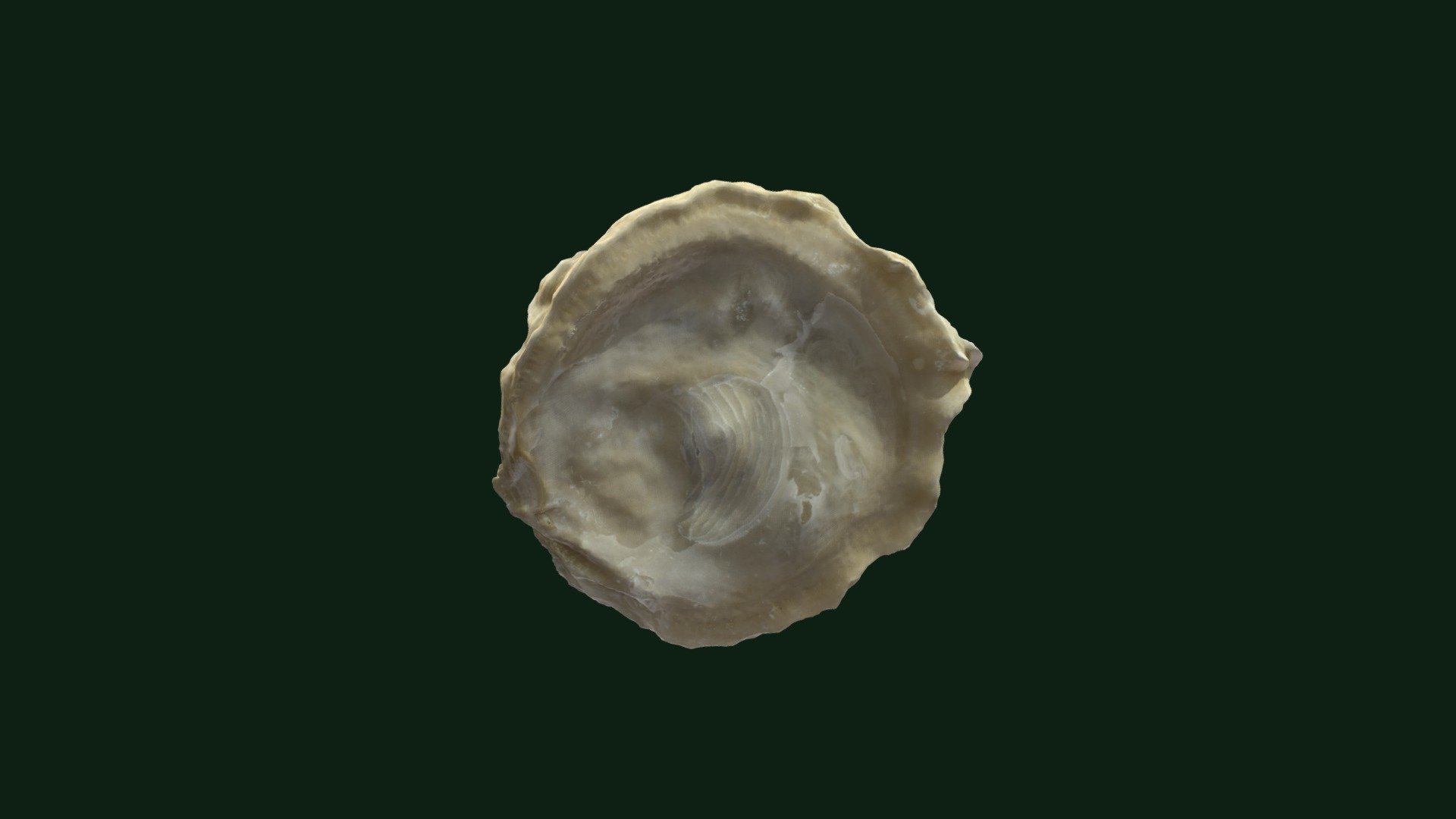 Hyotissa hiatensis - Buy Royalty Free 3D model by Shellie Luallin ...