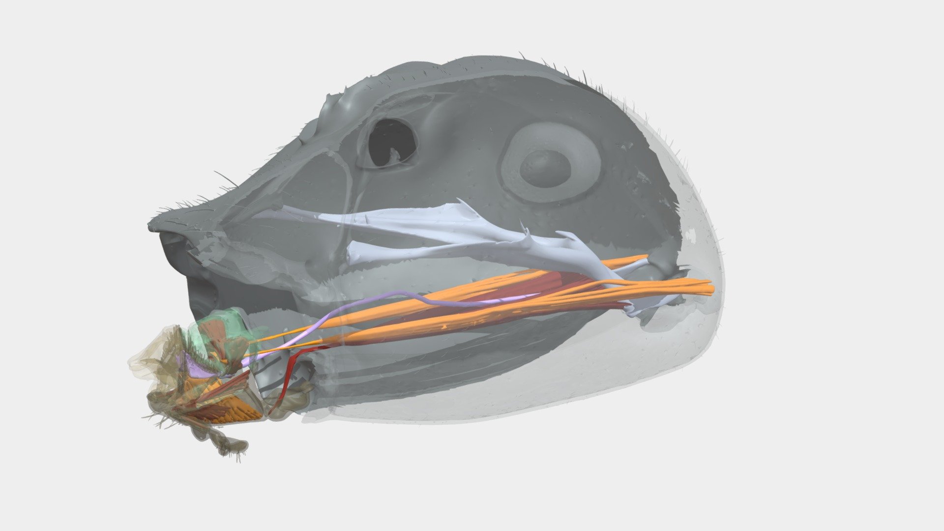 Leptomyrmex unicolor labium muscles - 3D model by Economolab (@arilab ...