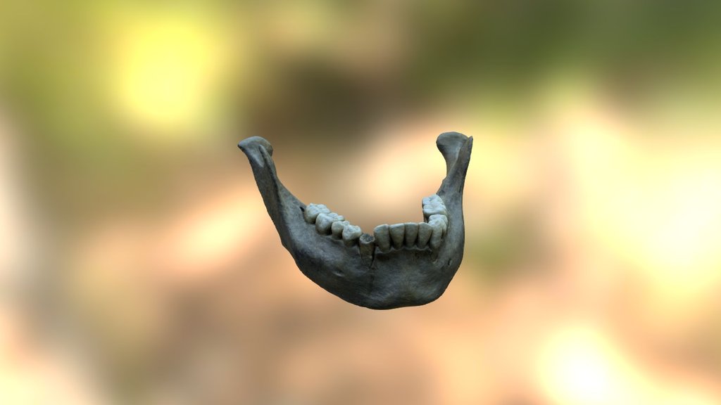 Mandibula - Mandible - 3D model by Apisky [89b23b6] - Sketchfab
