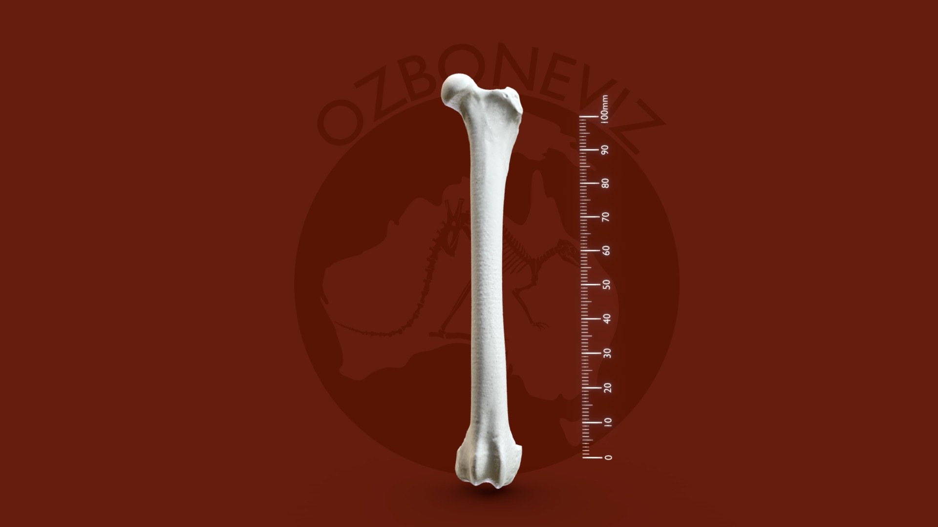 Red fox femur - 3D model by Ozboneviz [89b47c6] - Sketchfab