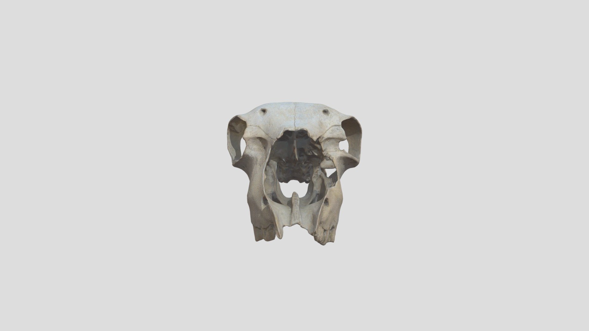 SKULL MODEL - 3D model by Mati_VFX [89b6faf] - Sketchfab