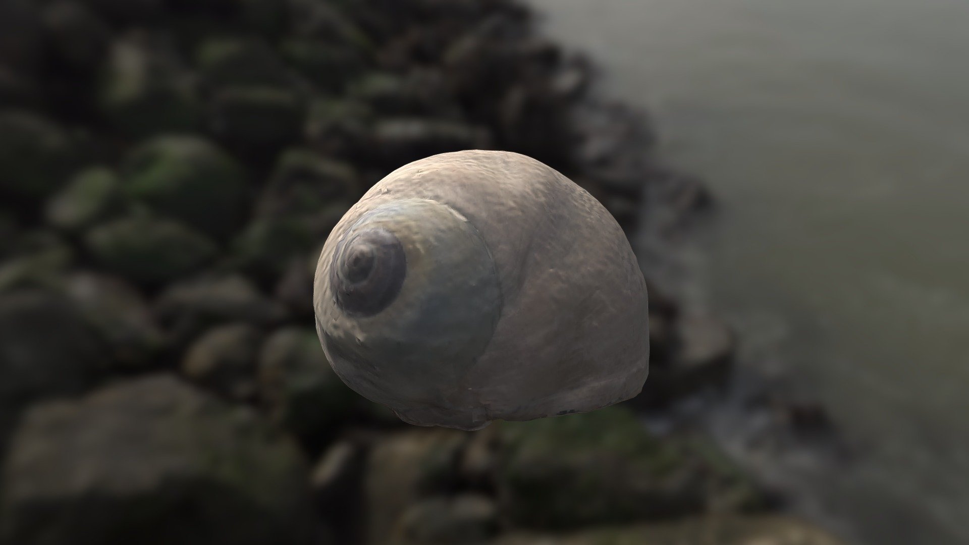 Moon Snail Shell - 3D model by Mahonri [89b83a1] - Sketchfab
