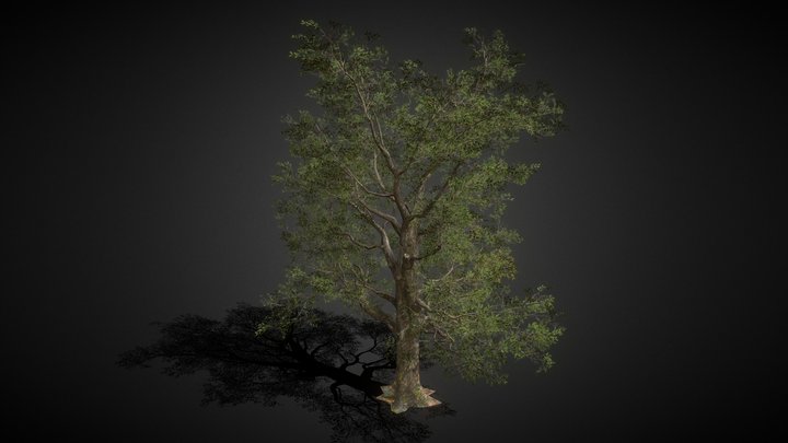 Forest-tree 3D models - Sketchfab
