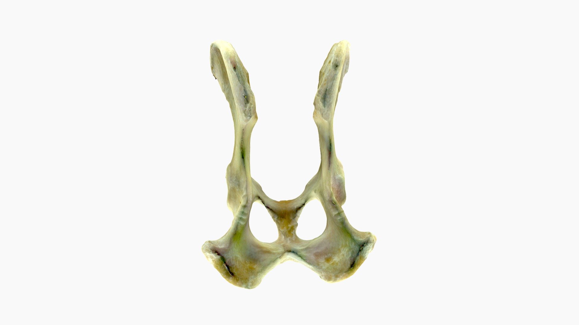 Canine Pelvis - Annotated - 3D model by rvcanatomy [89ba838] - Sketchfab