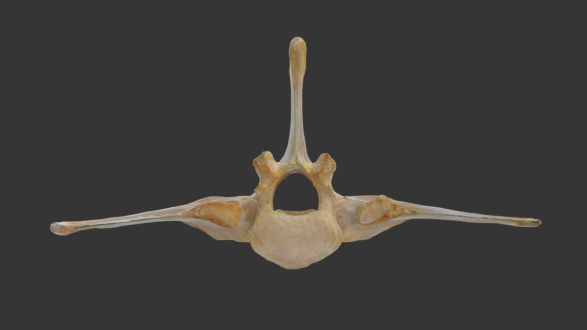 Caballo: Vértebra lumbar (L6) - 3D model by PaleoLab-ULE [89c0999 ...