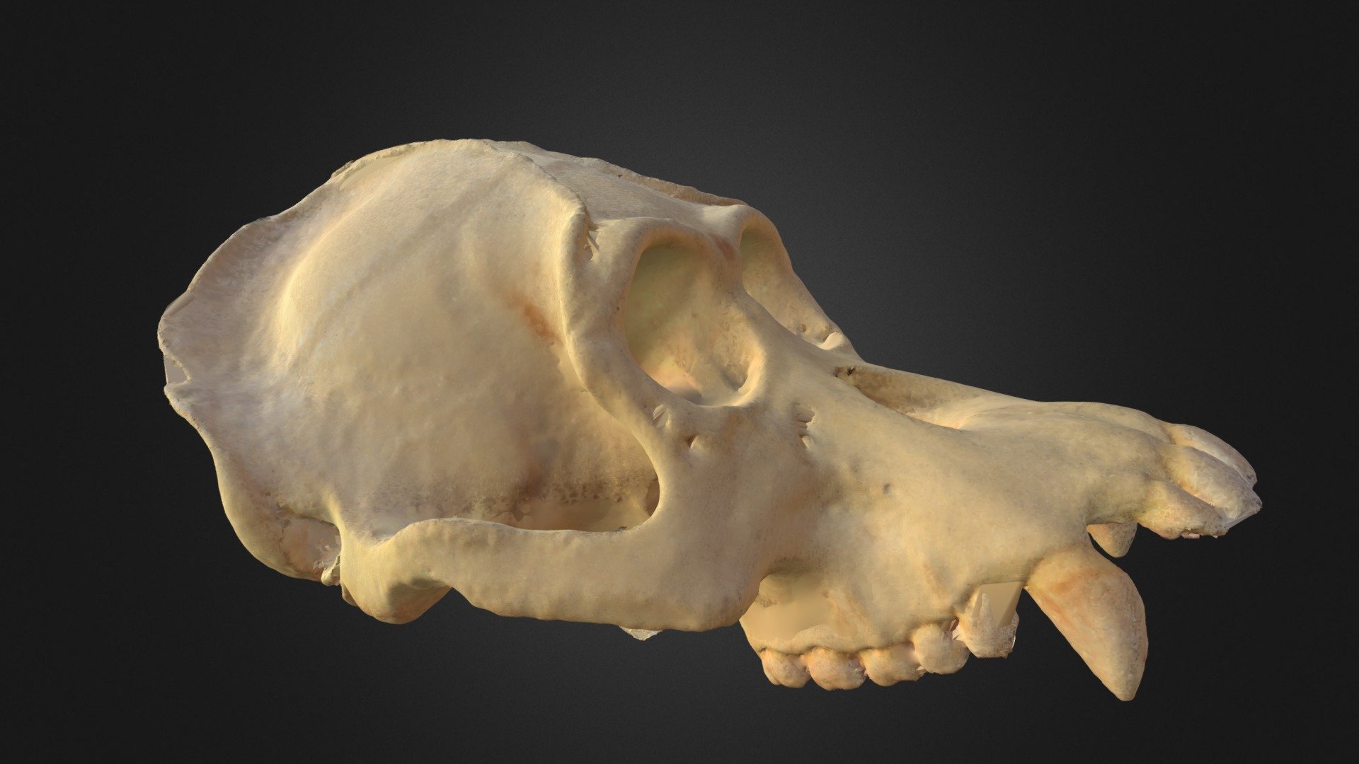 Pongo pygmaeus, skull - 3D model by Museu de Ciències Naturals de ...