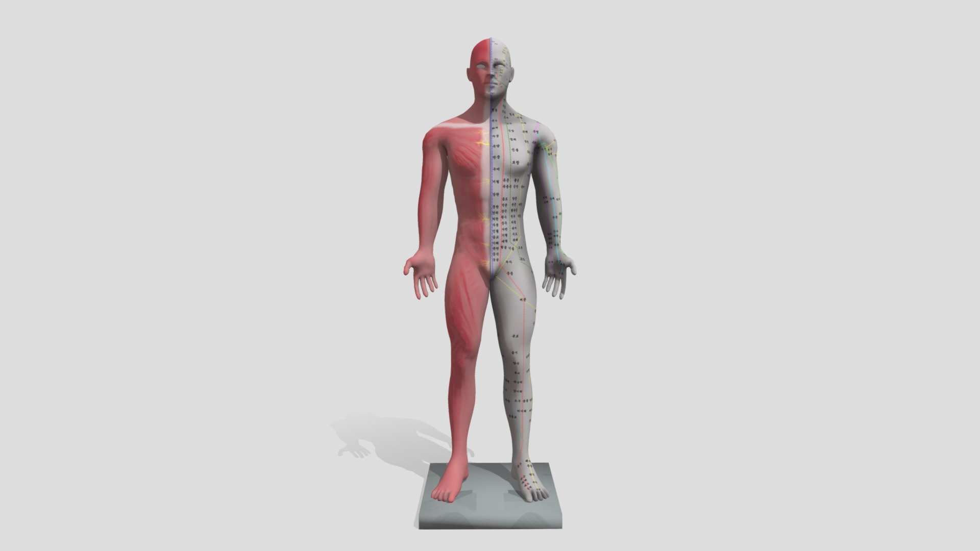 Acupuncture Point Model - Buy Royalty Free 3D model by digikstudio ...