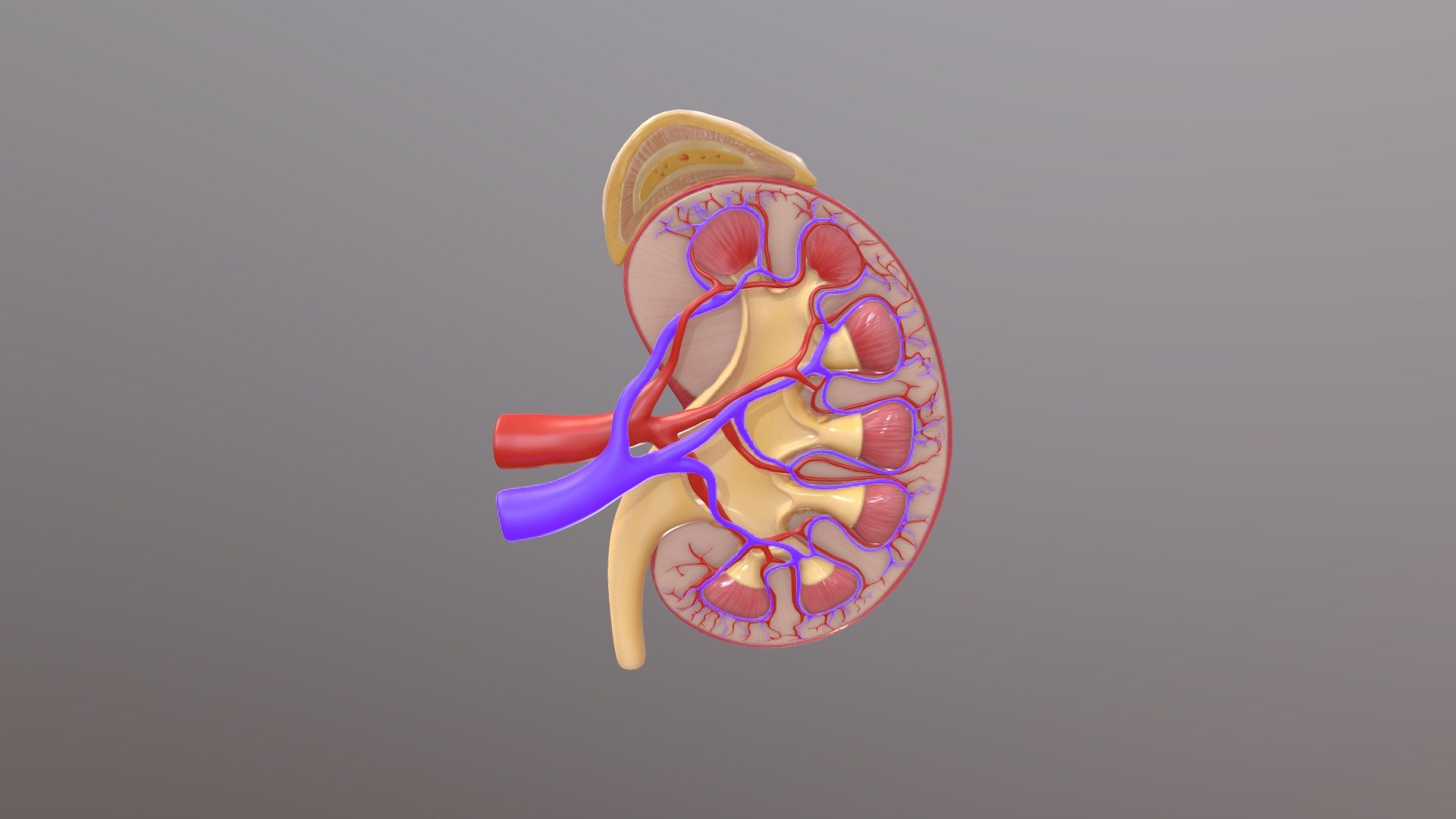 PA_106_ZO_Human_Excretory_System_Kidney_Class_11 - 3D model by sun ...