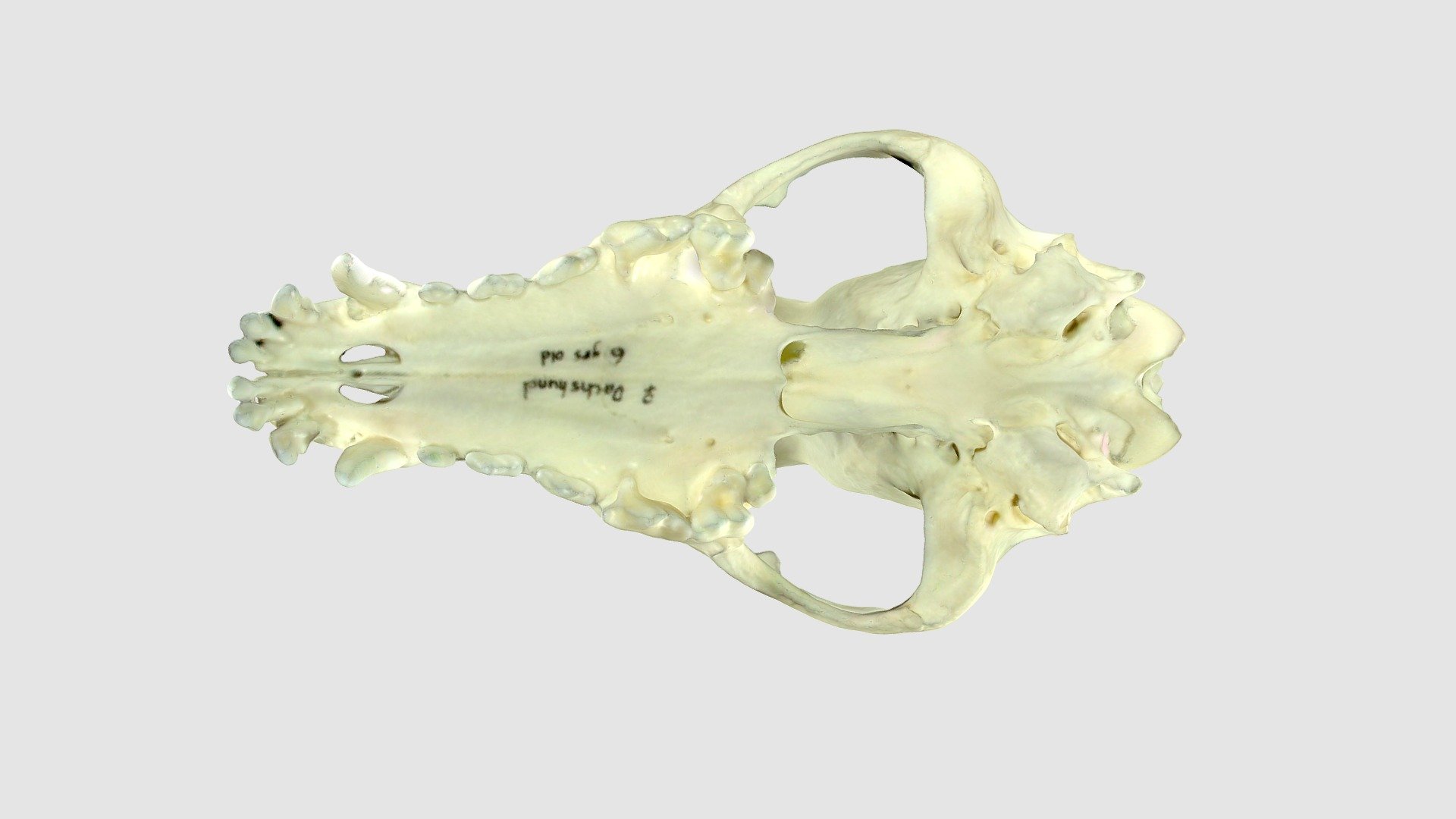 Canine Cranium - Dachshund -Rostral Annotated - 3D model by rvcanatomy ...