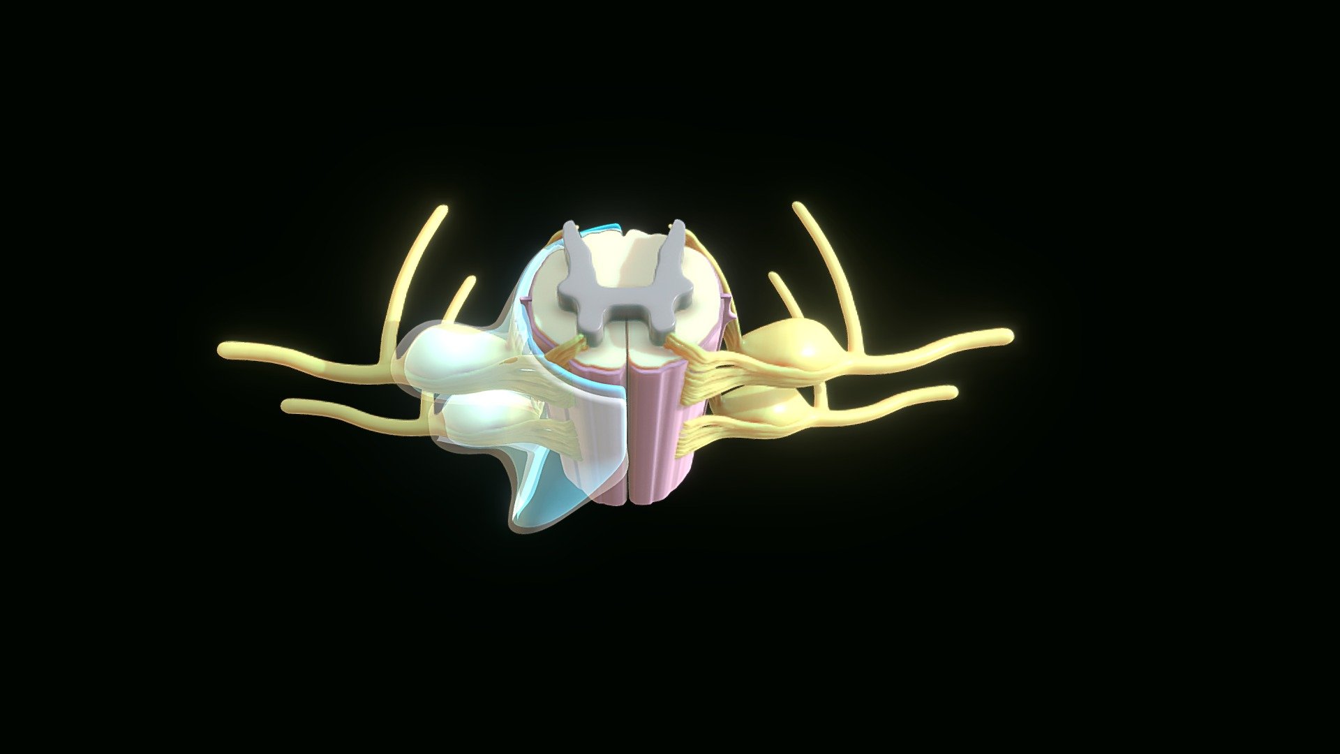 Spinal nerve components and meninges - 3D model by John A Burns School ...