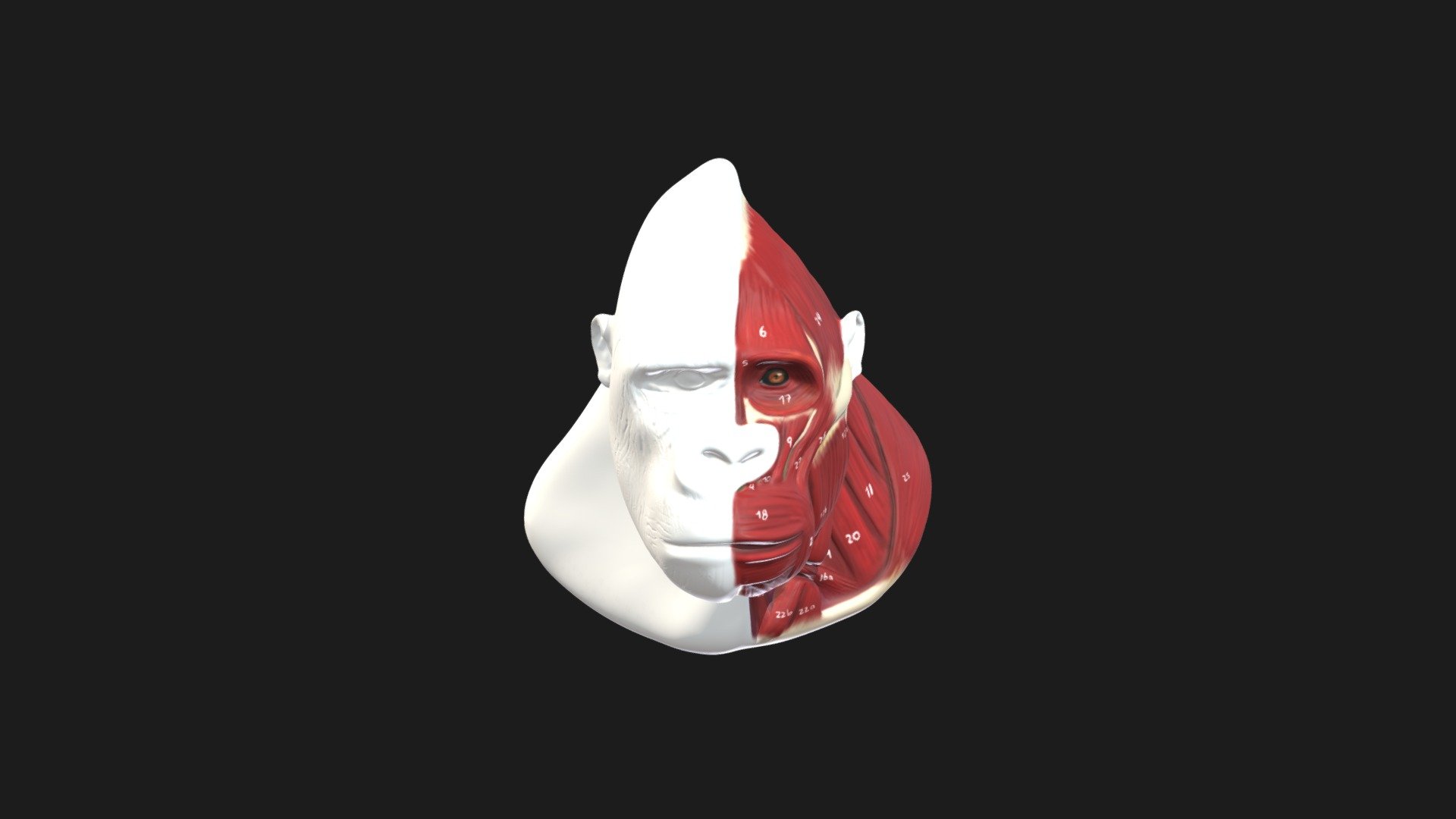 Gorilla Labeled Head & Neck Reconstruction - Download Free 3D model by ...