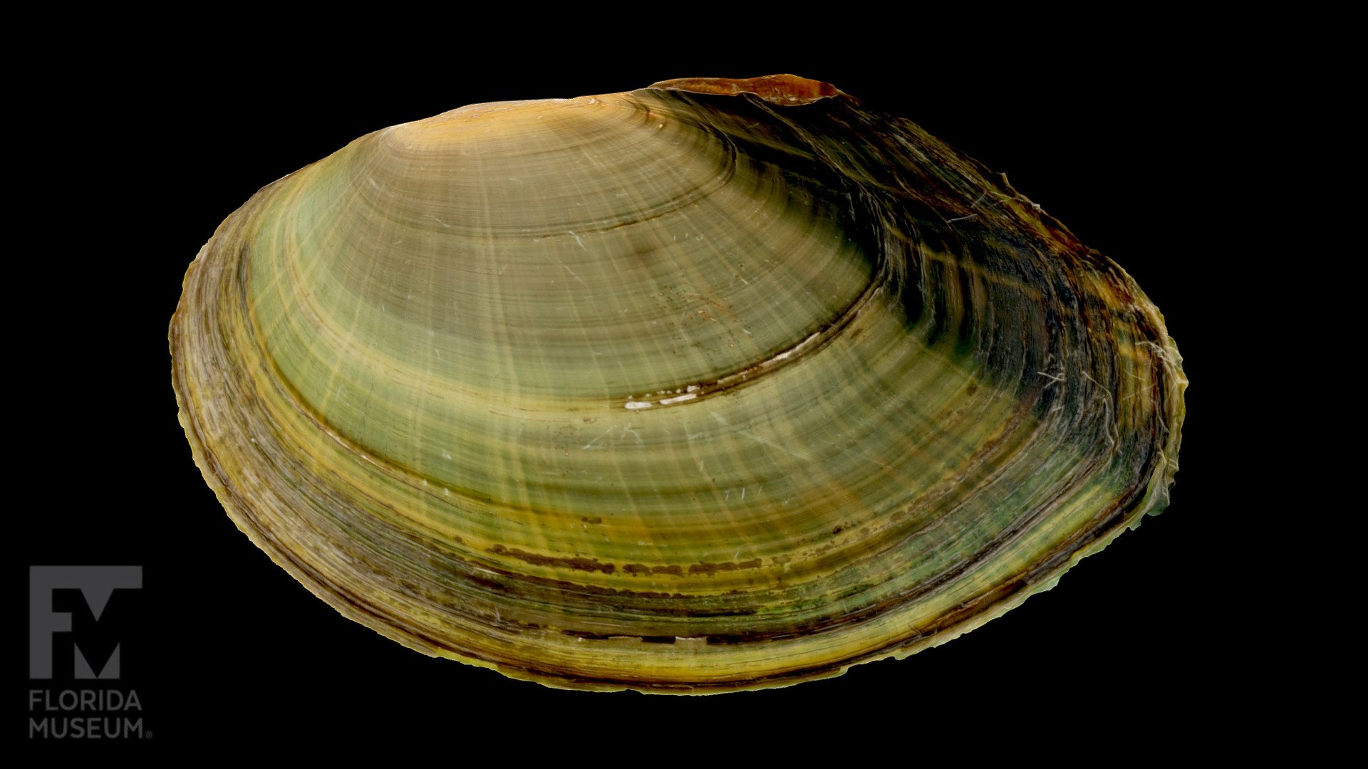 Peninsular floater - Freshwater Mussel - 3D model by FloridaMuseum ...
