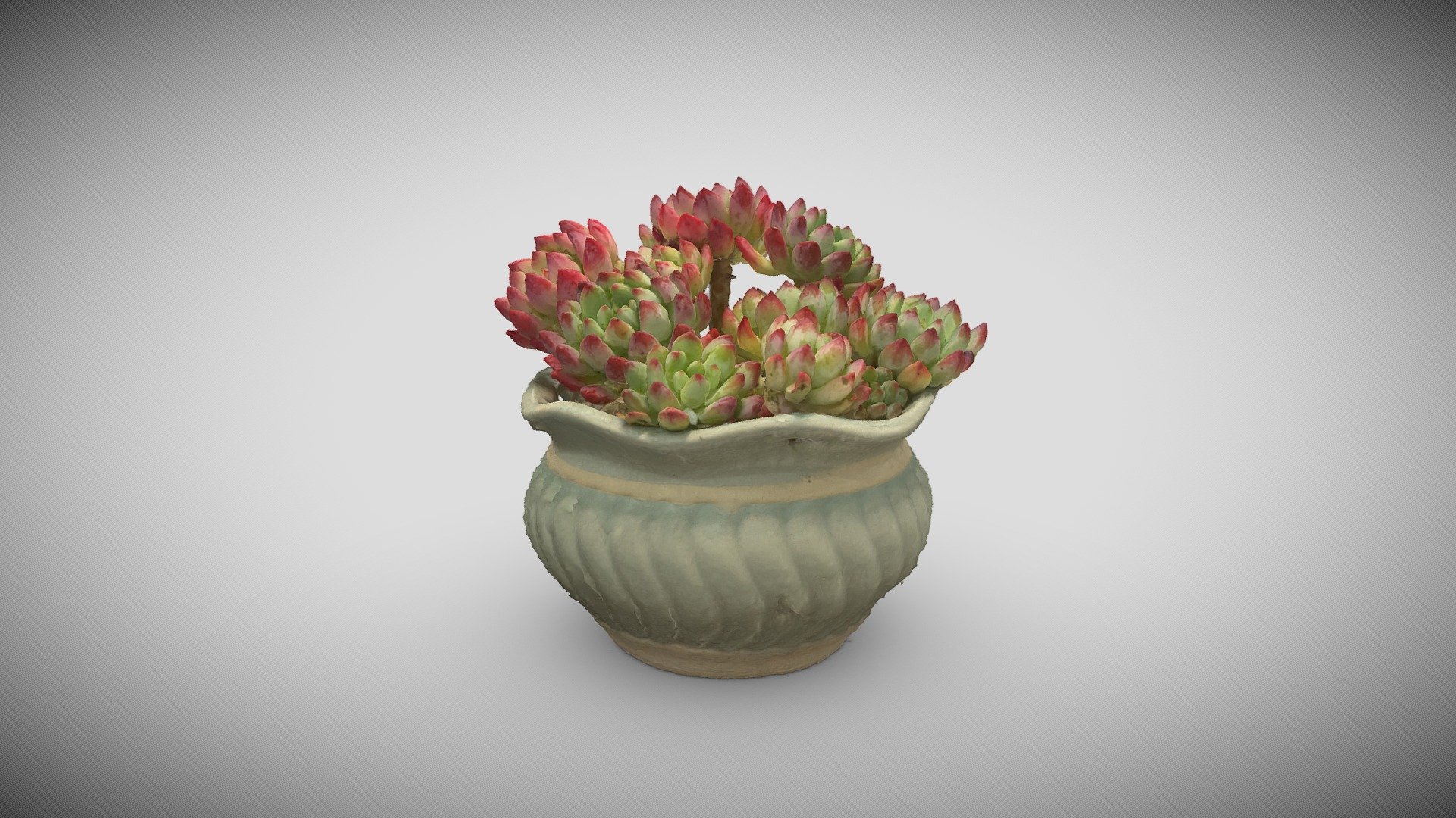 succulent plants7 - 3D model by Wiga [89dbc5c] - Sketchfab