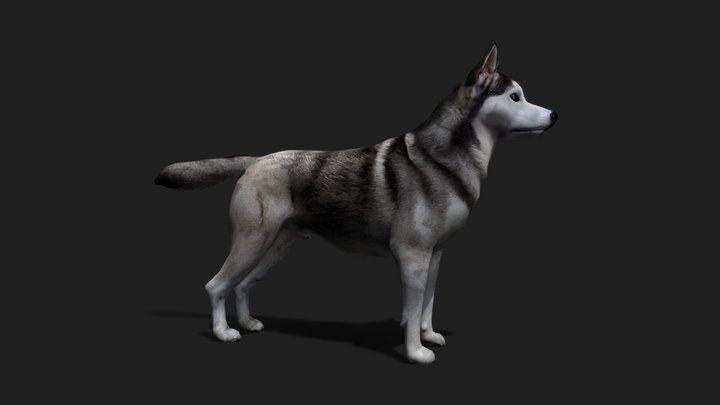 Animals 3D models - Sketchfab