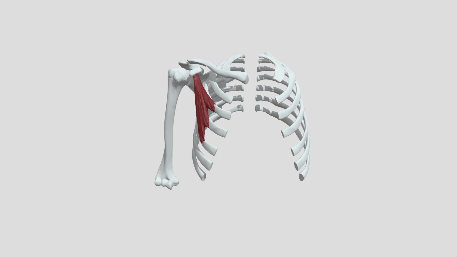 Muscle Petit Pectoral - Download Free 3D model by Laboratoire d ...