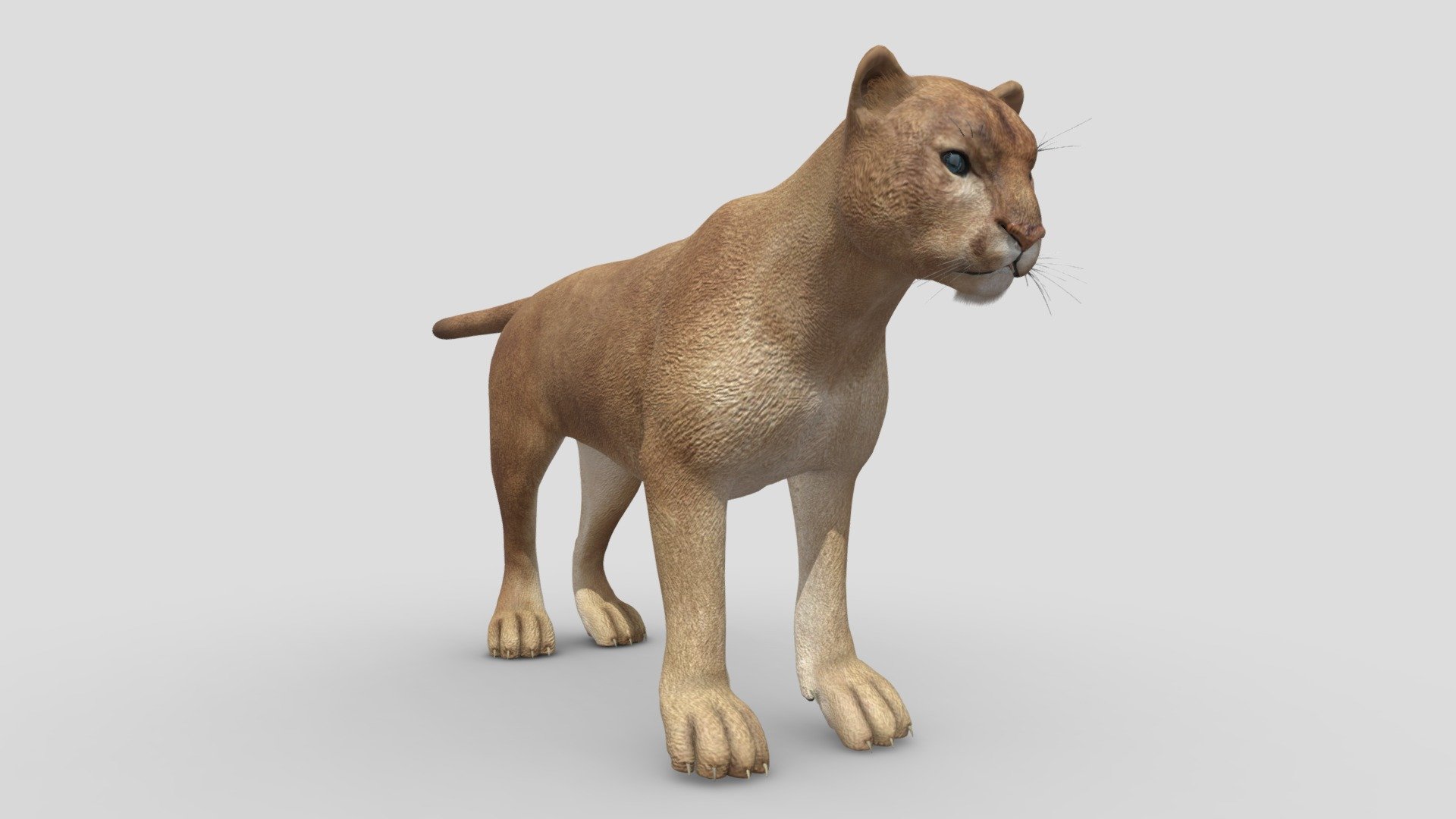 Puma - 3D model by 1225659838@qq.com (@Novaky) [89e0c2d] - Sketchfab