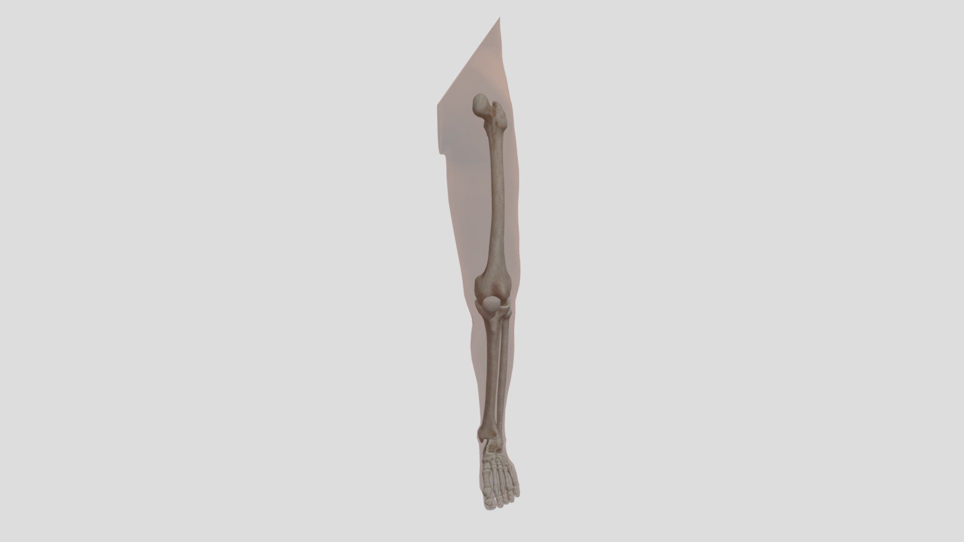 Leg_skeleton - 3D model by foxphoto01 [89e35c6] - Sketchfab