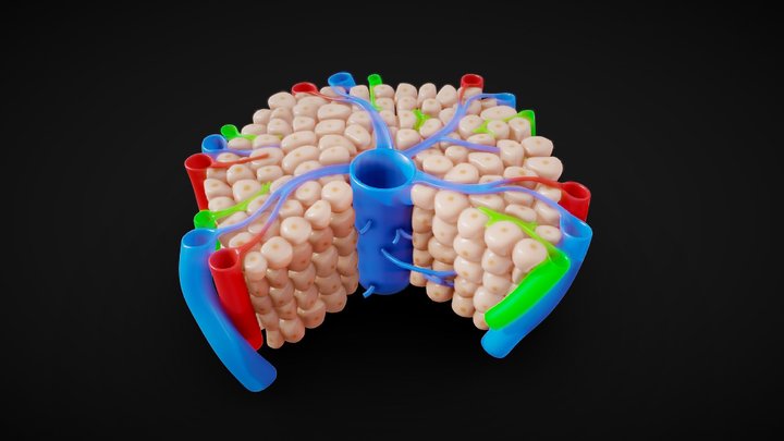 Hepatocyte 3D models - Sketchfab
