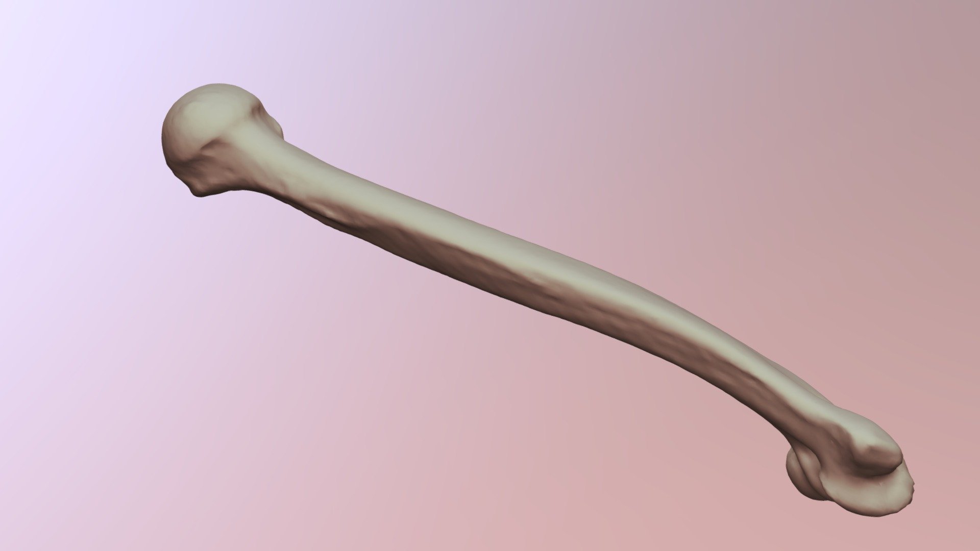 Human Humerus - 3D model by OU Libraries (@libedge) [89f091e] - Sketchfab