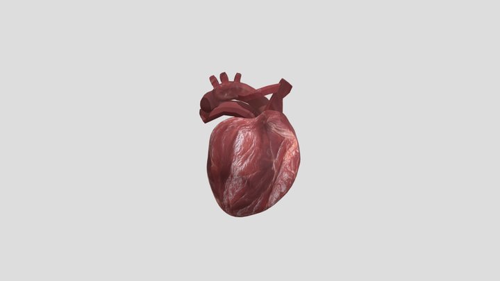 Organ 3D models - Sketchfab