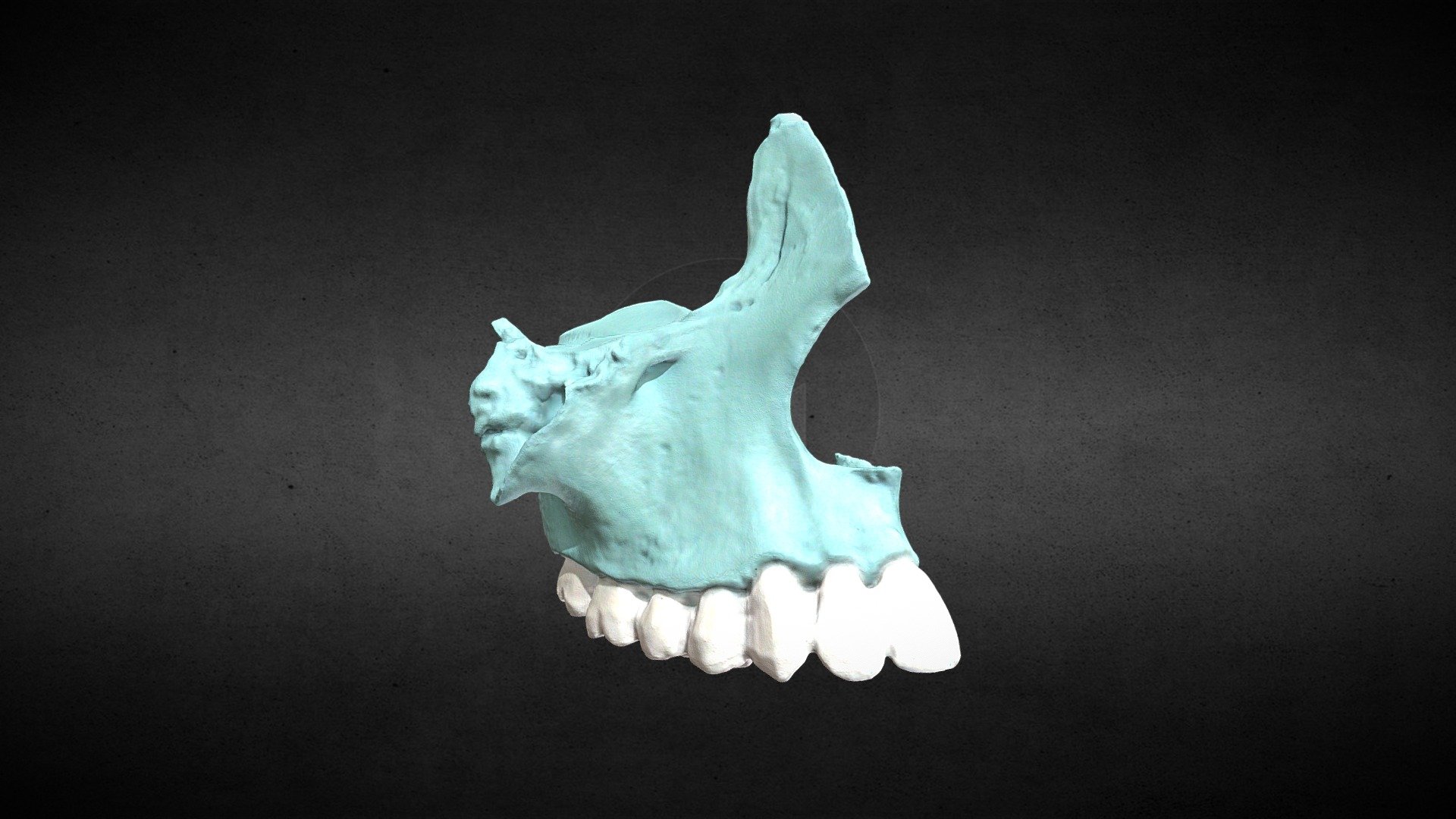 Replica de Maxilar / Maxilla replica for print - Buy Royalty Free 3D ...
