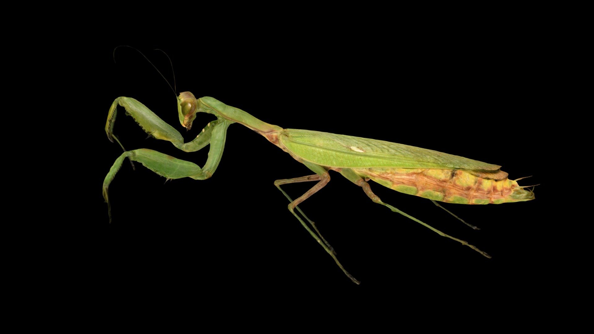 CC0 ハラビロカマキリ ♀ Asian Mantis, H. patellifera - Download Free 3D model by ...