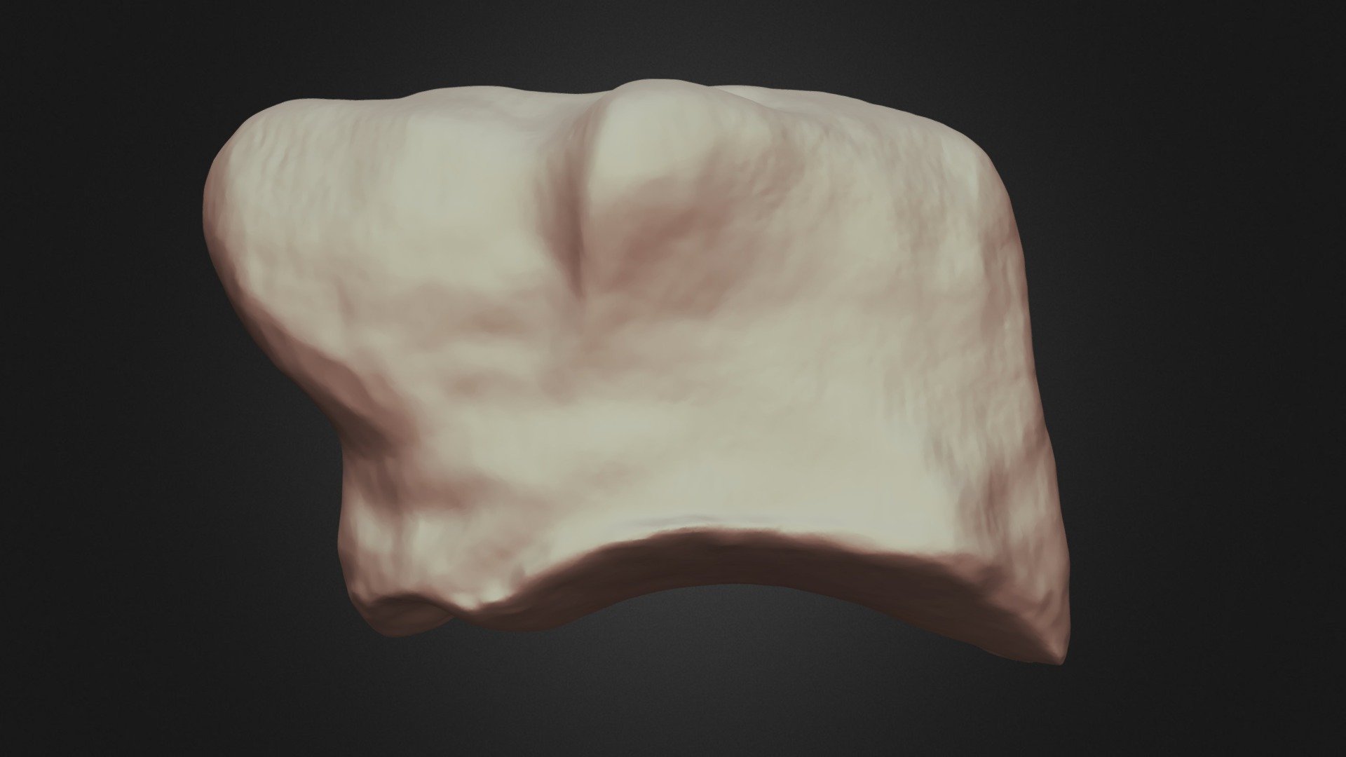 Ursus americanus Left Medial Cuneiform - 3D model by Lakehead ...