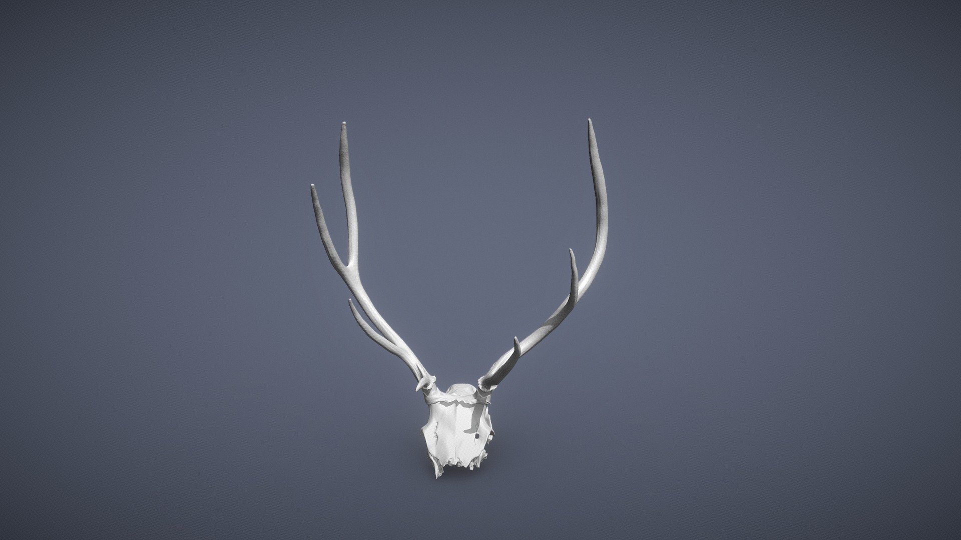 Antlers Scan - 3D model by Reality_3D (@Sbell_Reality3D) [8a0308c ...