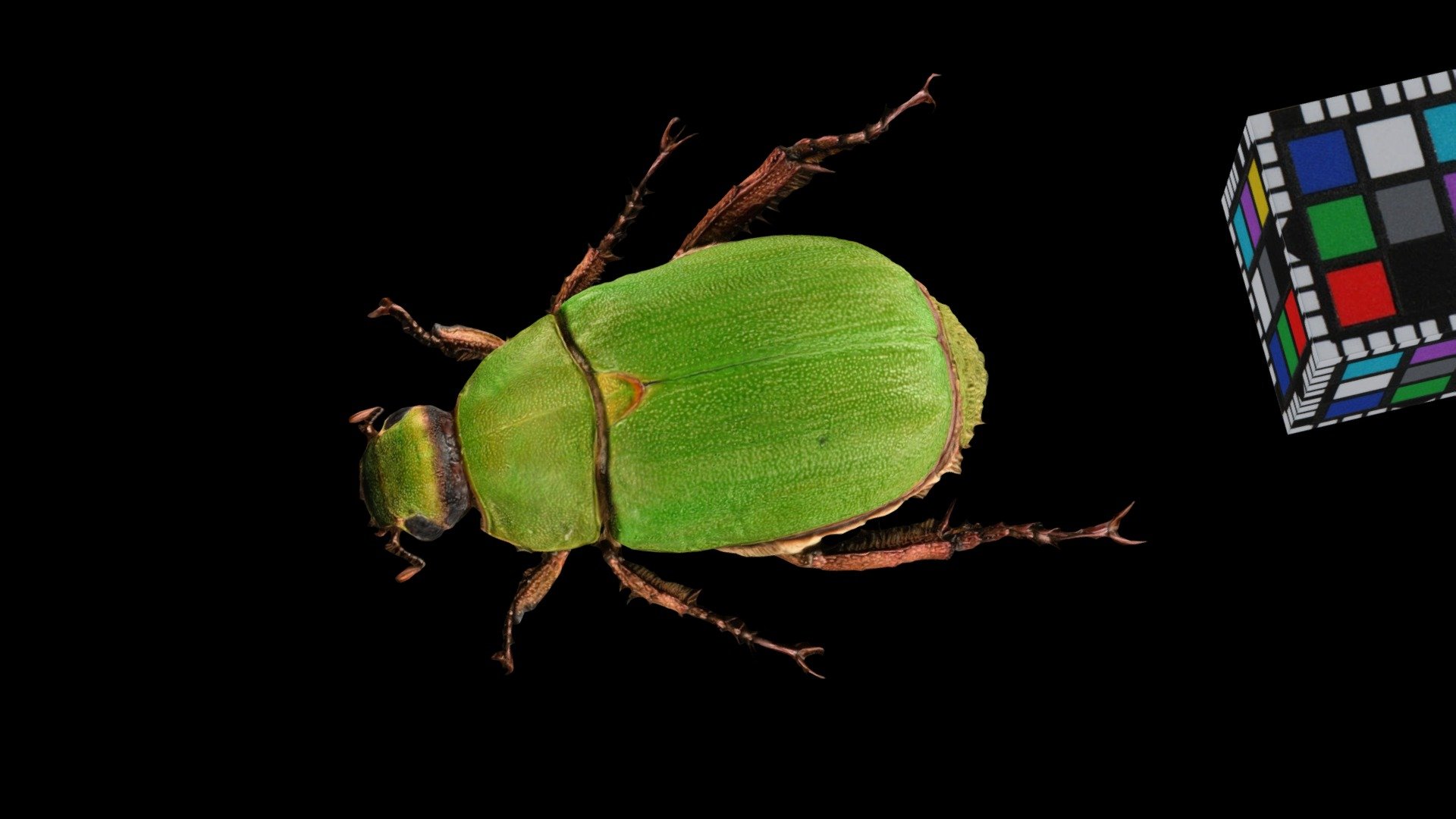 アオドウガネ Green Chafer, Anomala albopilosa - Download Free 3D model by ...