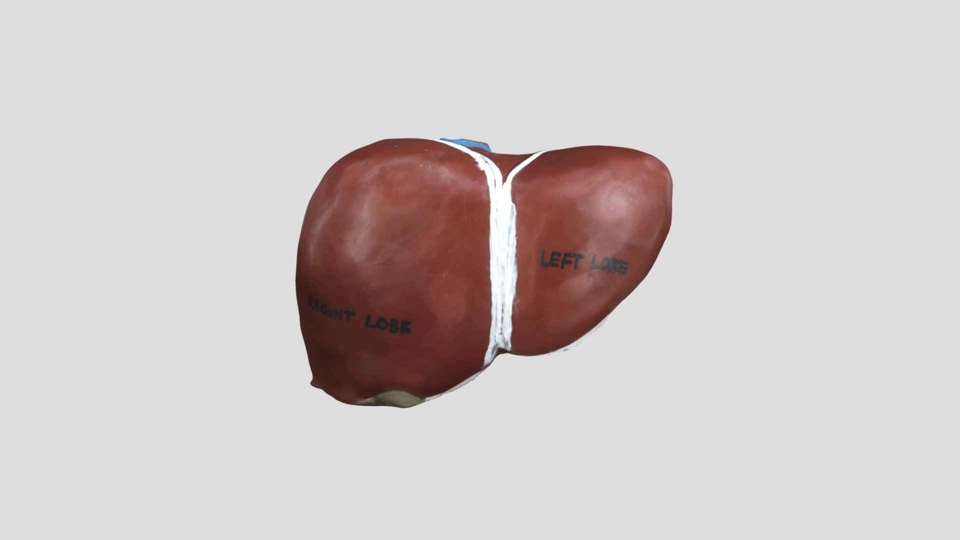 Liver - 3D model by virtual_lab [8a0791d] - Sketchfab