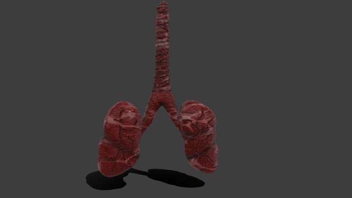 Lungs 3D models - Sketchfab