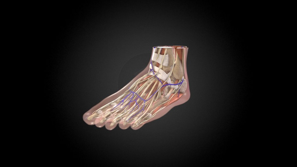 Foot With Soft Tissue - 3D model by celfcreative [8a0e372] - Sketchfab