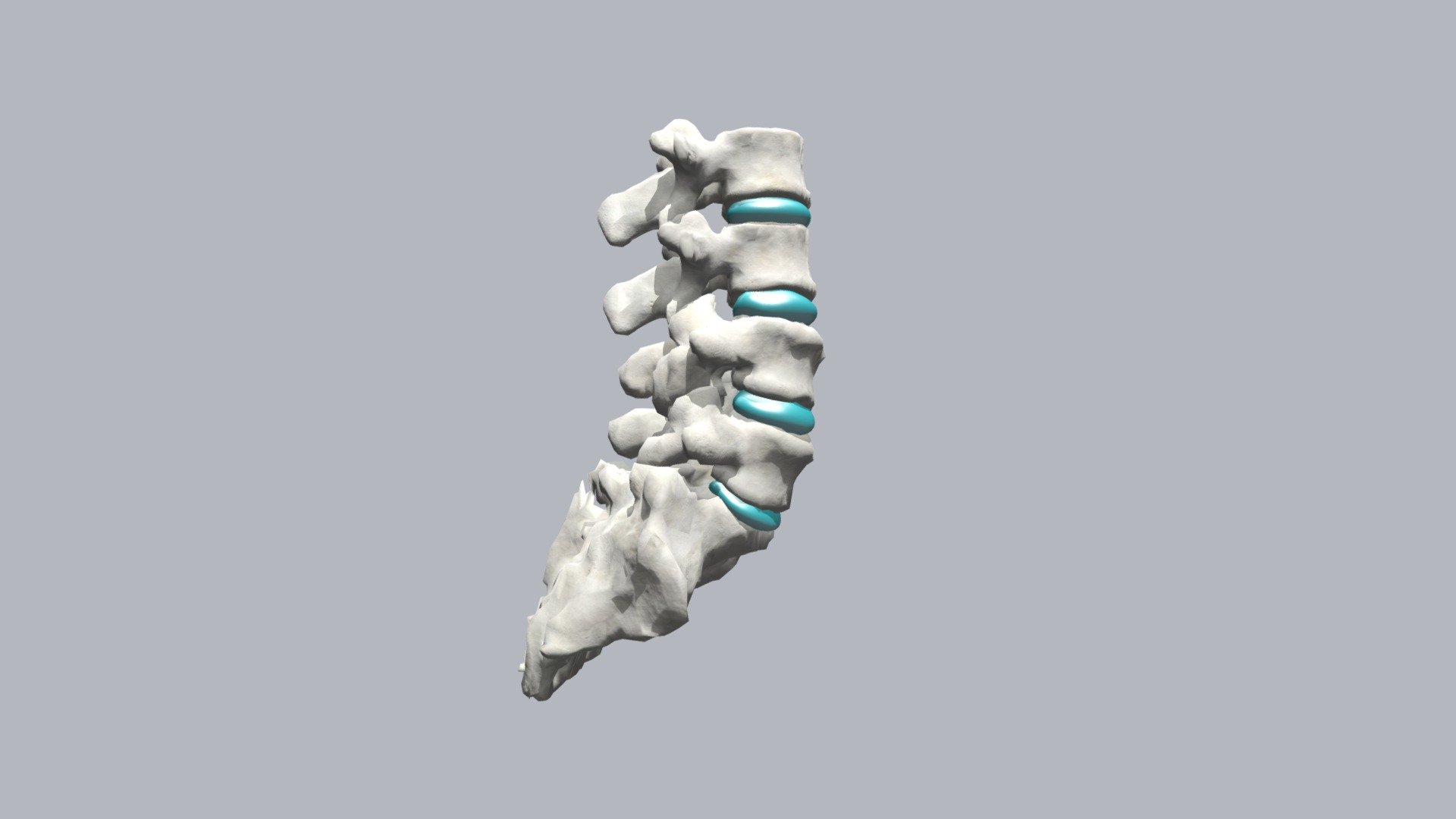 Open Book Spine - 3D model by walshlab [8a10e88] - Sketchfab