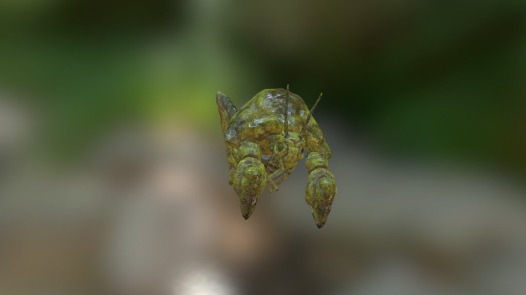 Locust Crab - 3D model by Marloro [8a13cda] - Sketchfab