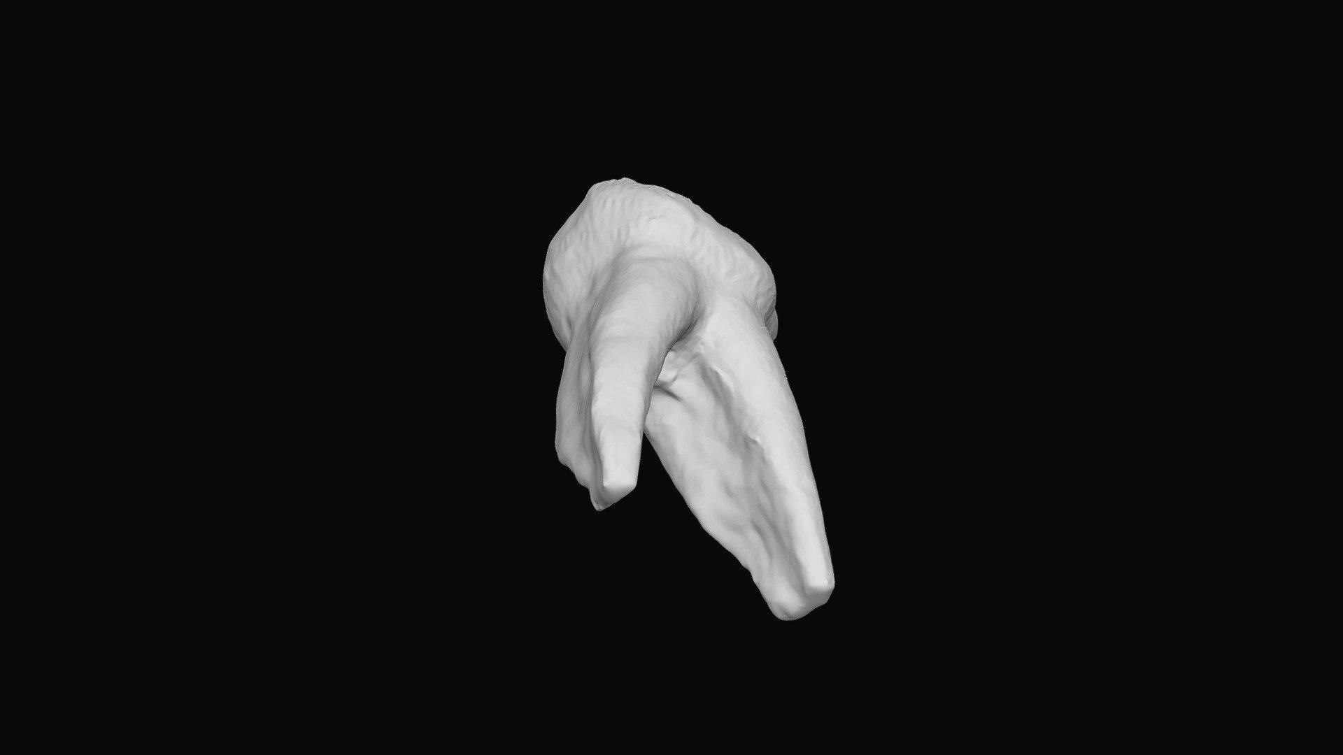 Human Tooth High Res - 3D model by Ian.R.Cartwright.Oxford School of ...