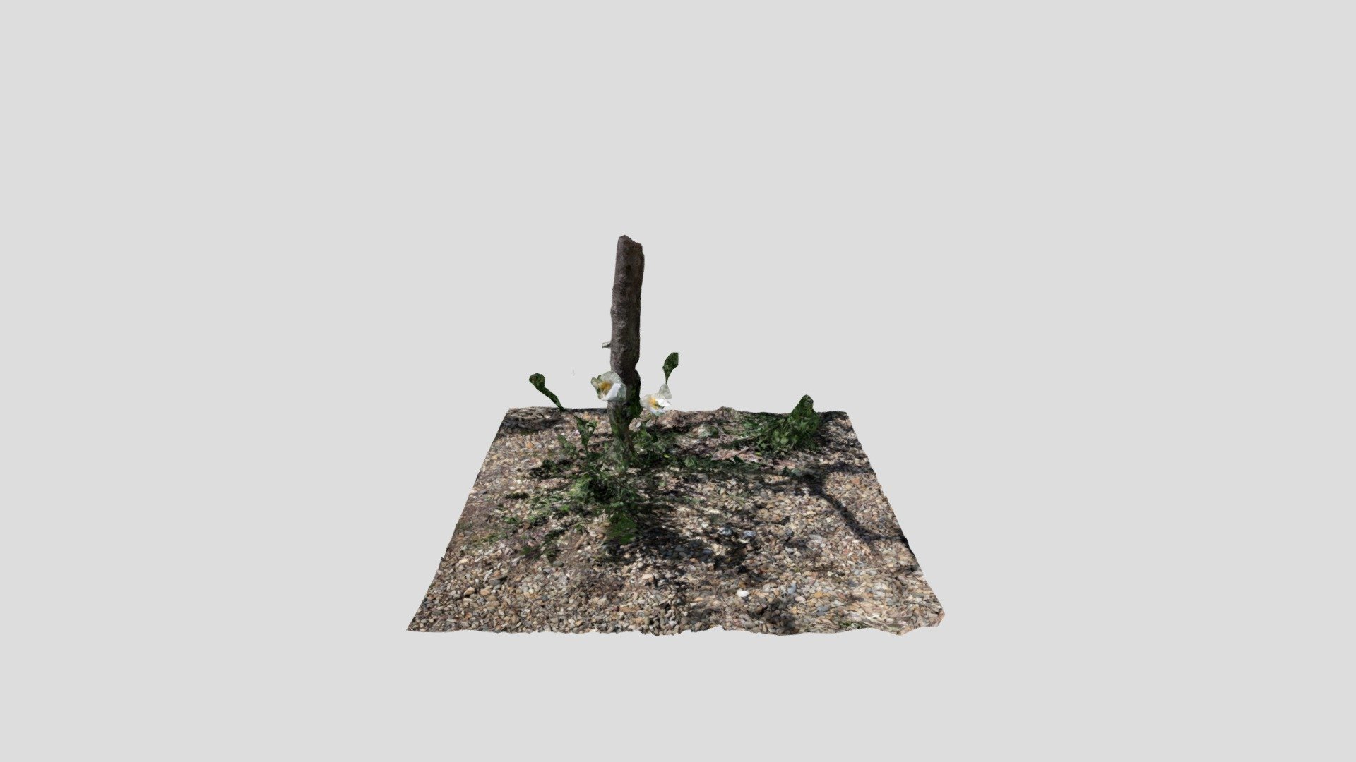 California Tree Poppy - Download Free 3D model by ccommans (@commons ...