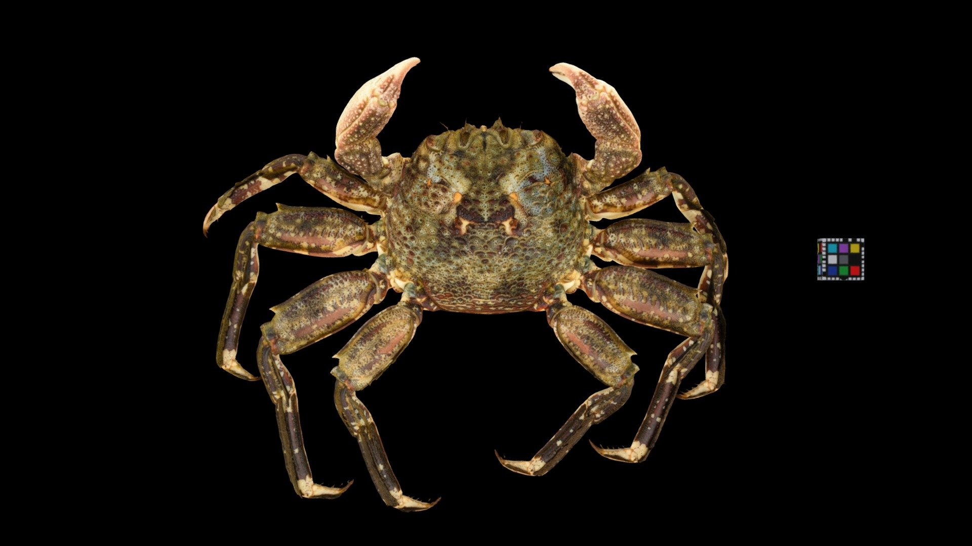 イボショウジンガニ ♂ Scaly Rock Crab, Plagusia squamosa - Download Free 3D model ...