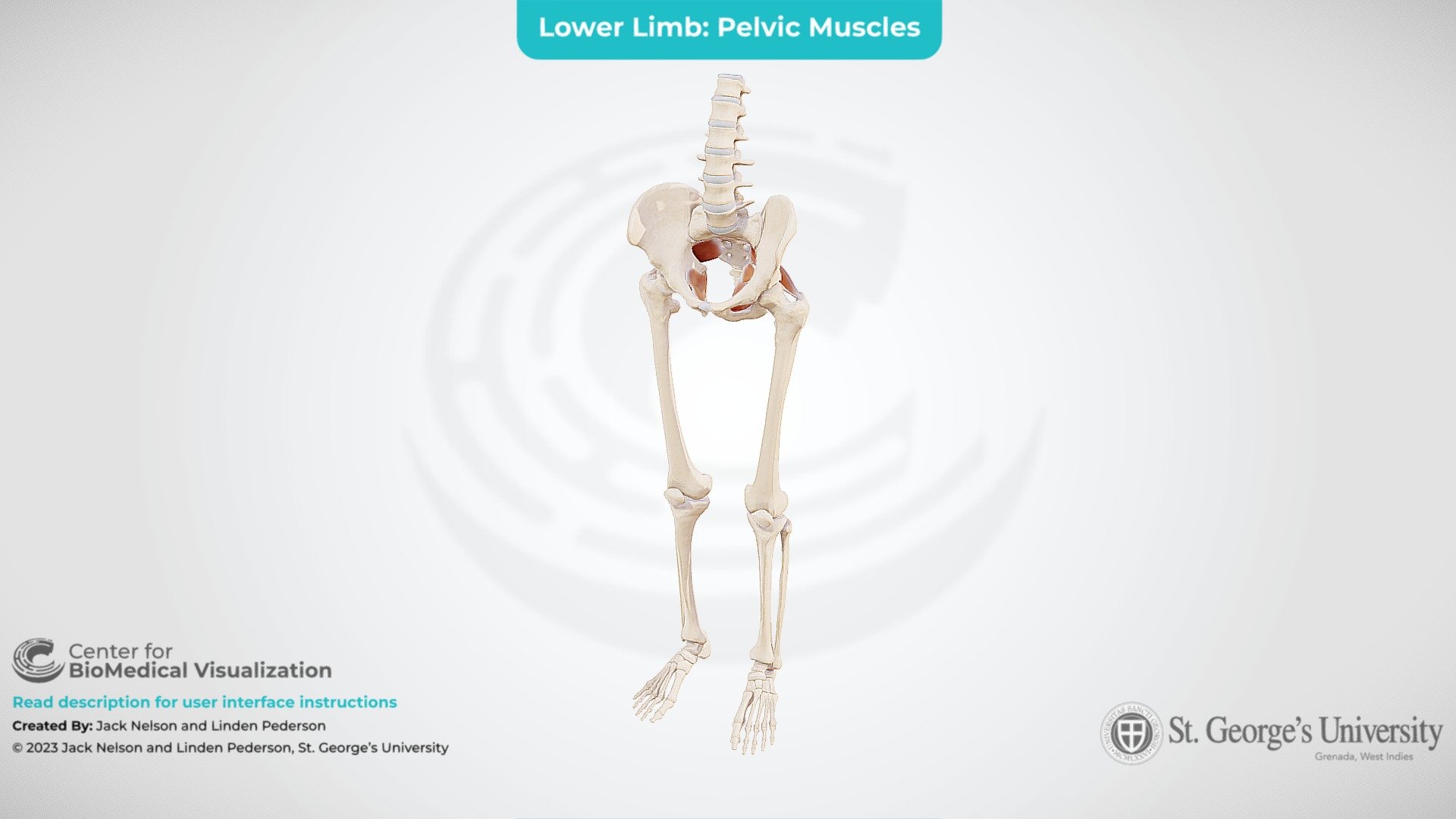 Lower Limb: Pelvic Muscles - 3D model by The Center for BioMedical ...