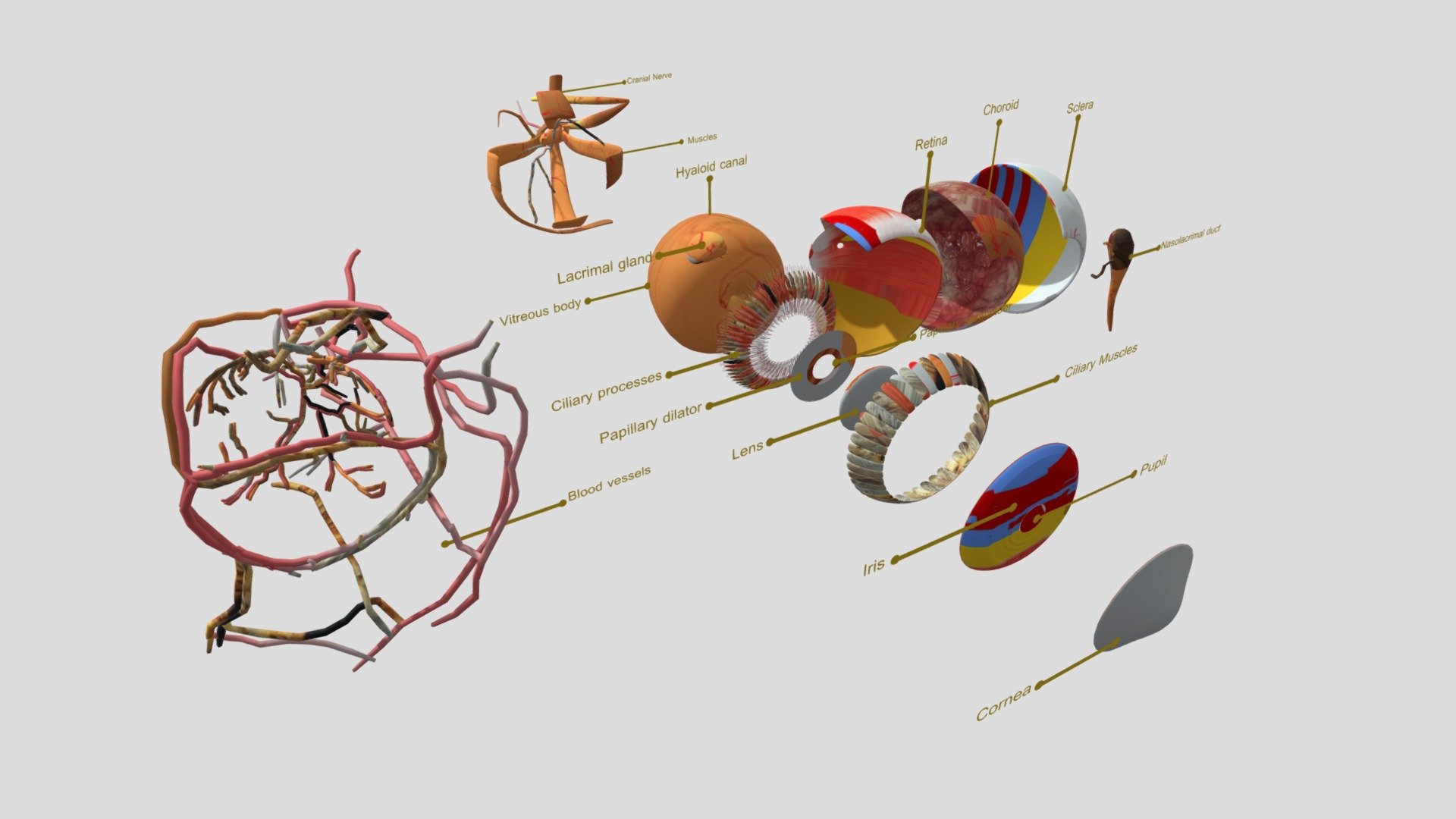 Complete-eye-anatomy - 3D model by Dien [8a3bcc4] - Sketchfab