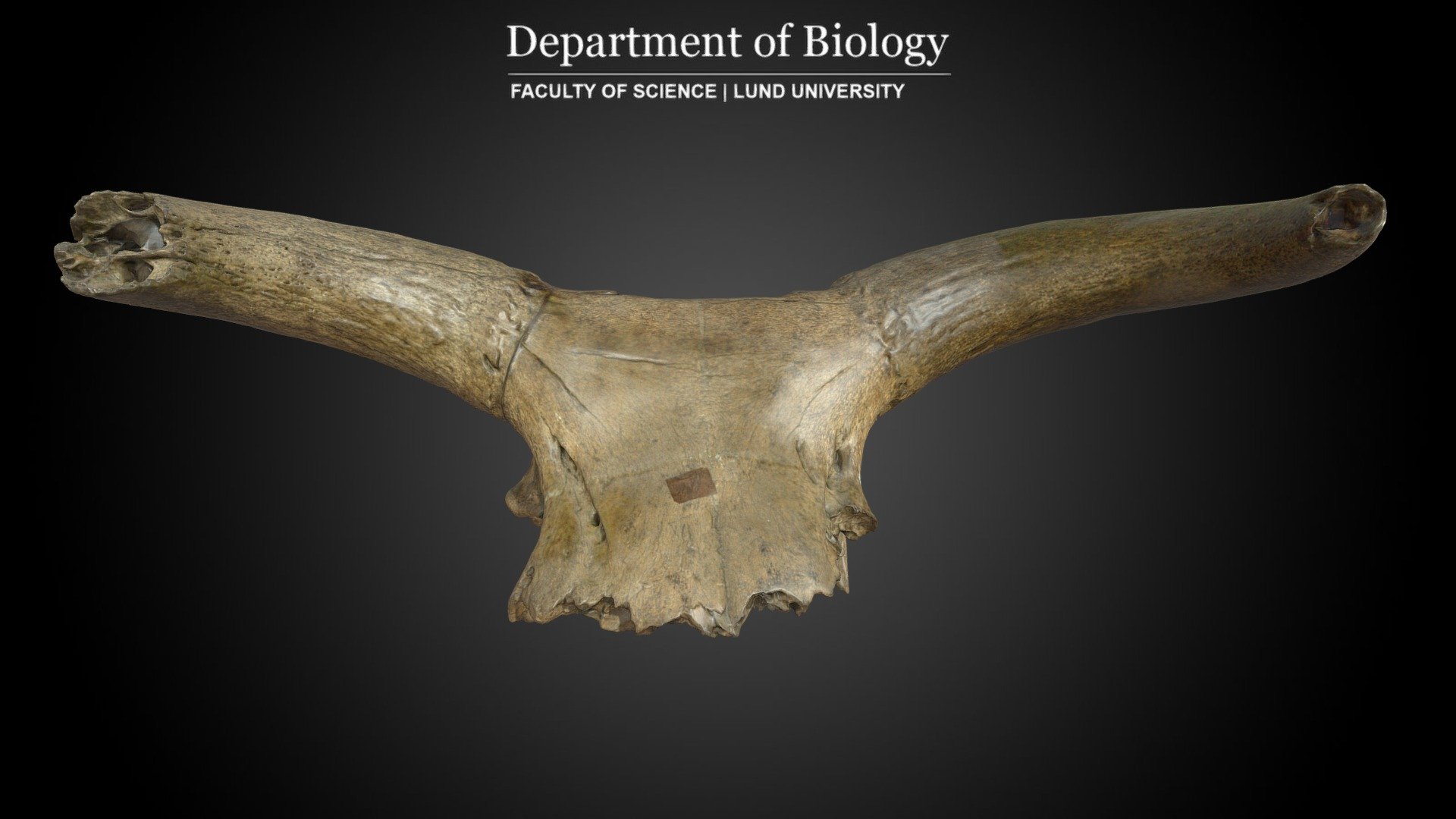 Cranium Of Aurochs Bos Primigenius 3d Model By 3d Lab Department Of Biology Lund