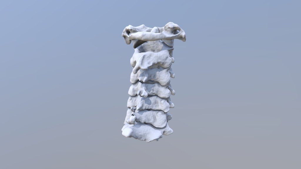 anatomy - A 3D model collection by pikaia (@pikaia2) - Sketchfab