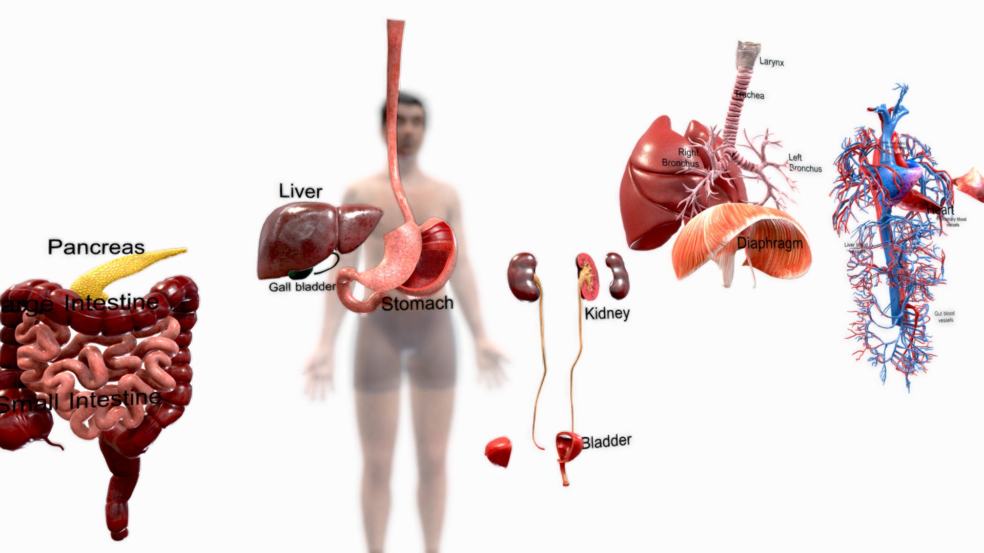 Human Internal Organs Anatomy - Buy Royalty Free 3D model by 3D4SCI ...