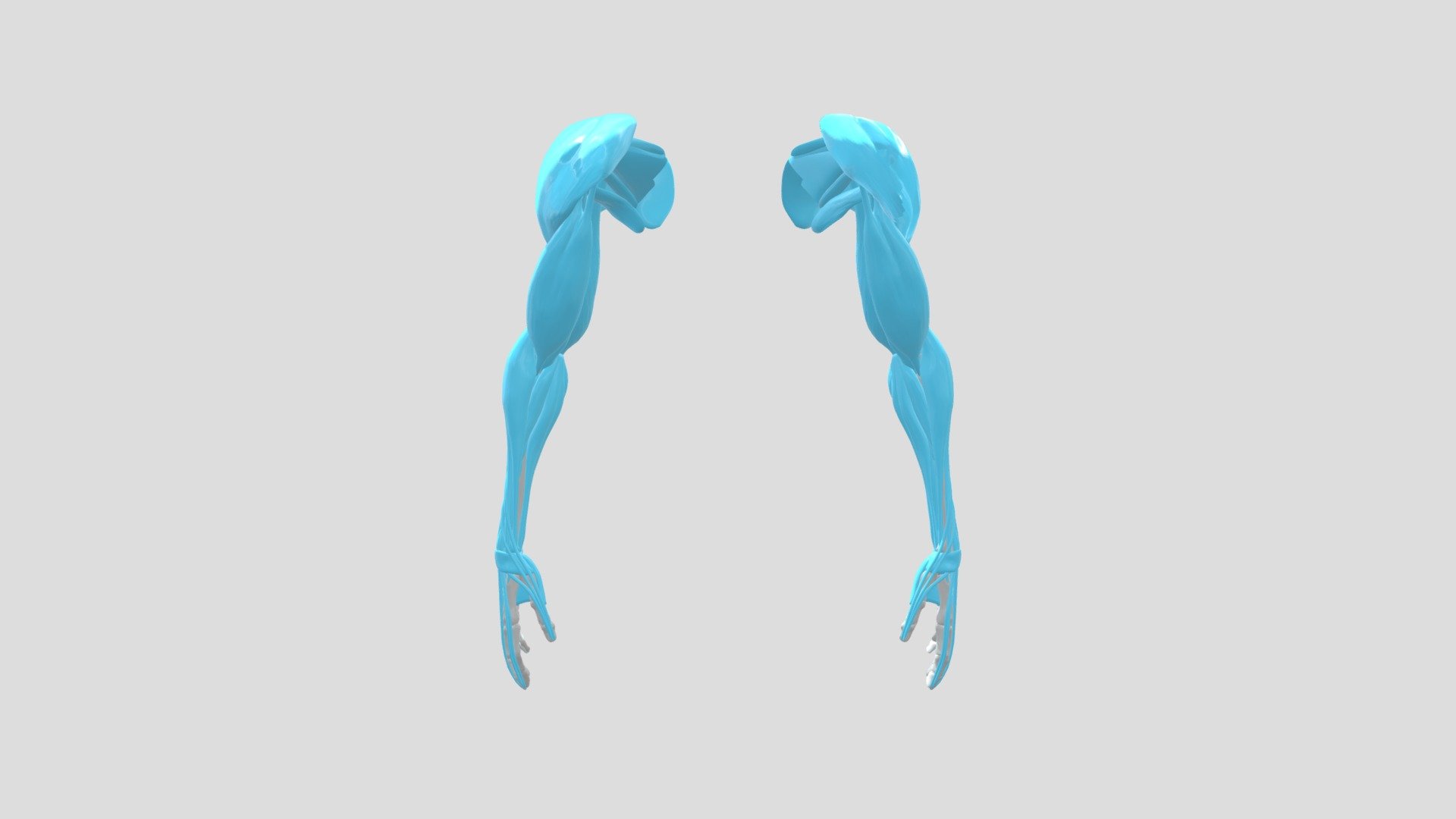 arms - 3D model by La.24_karina [8a45bdc] - Sketchfab