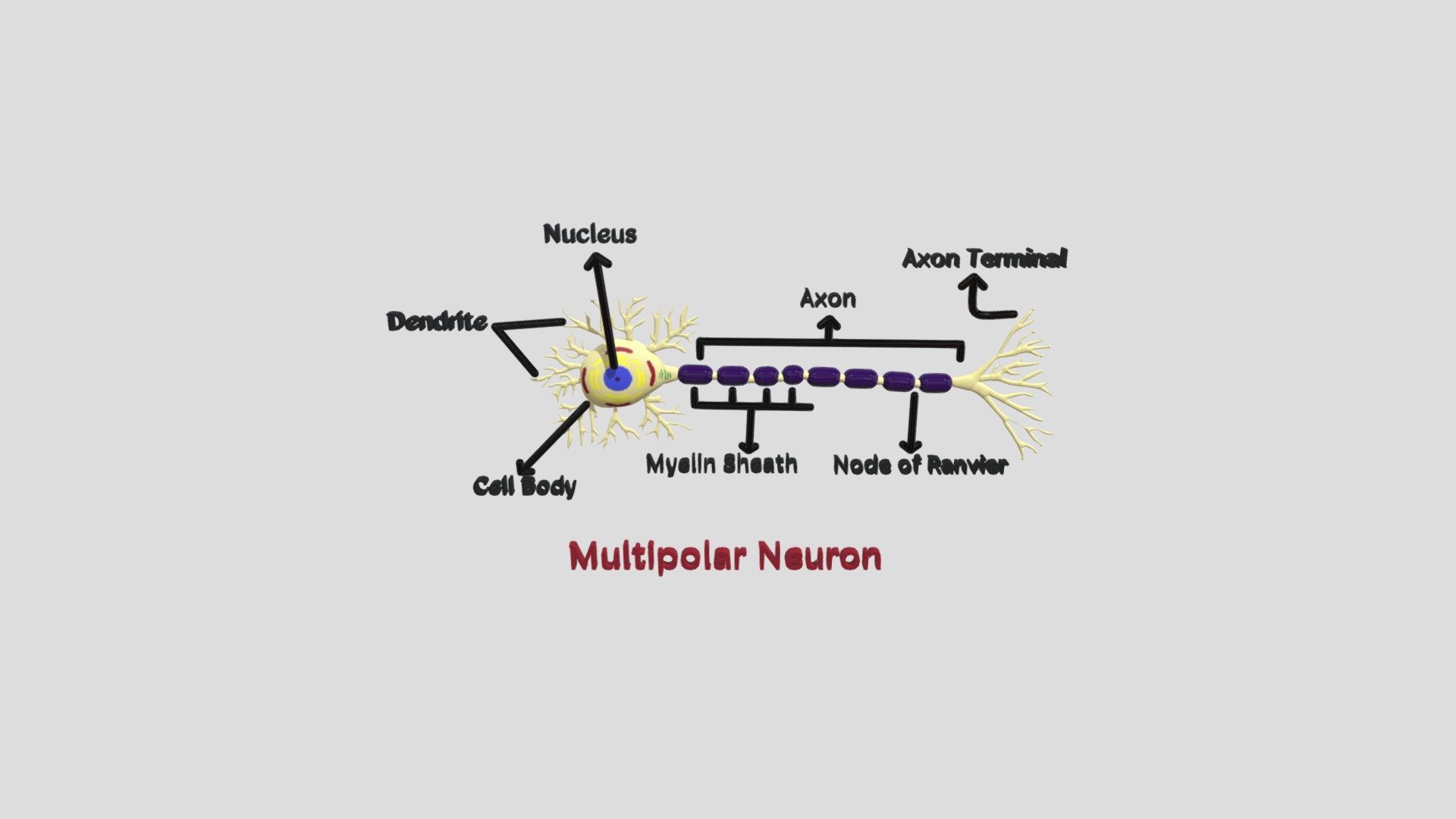 เซลล์ประสาทหลายขั้ว (Multipolar Neuron) - 3D model by minglang44 ...