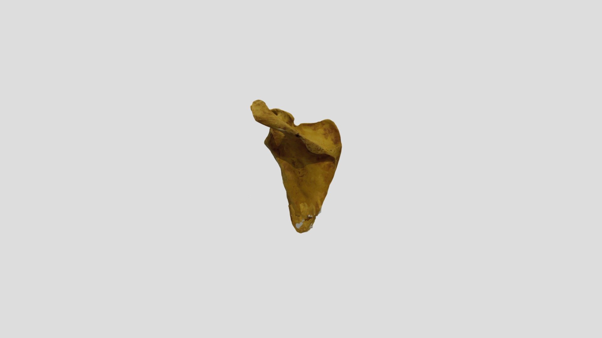 scapula-1 - 3D model by prajjawalit [8a4b437] - Sketchfab