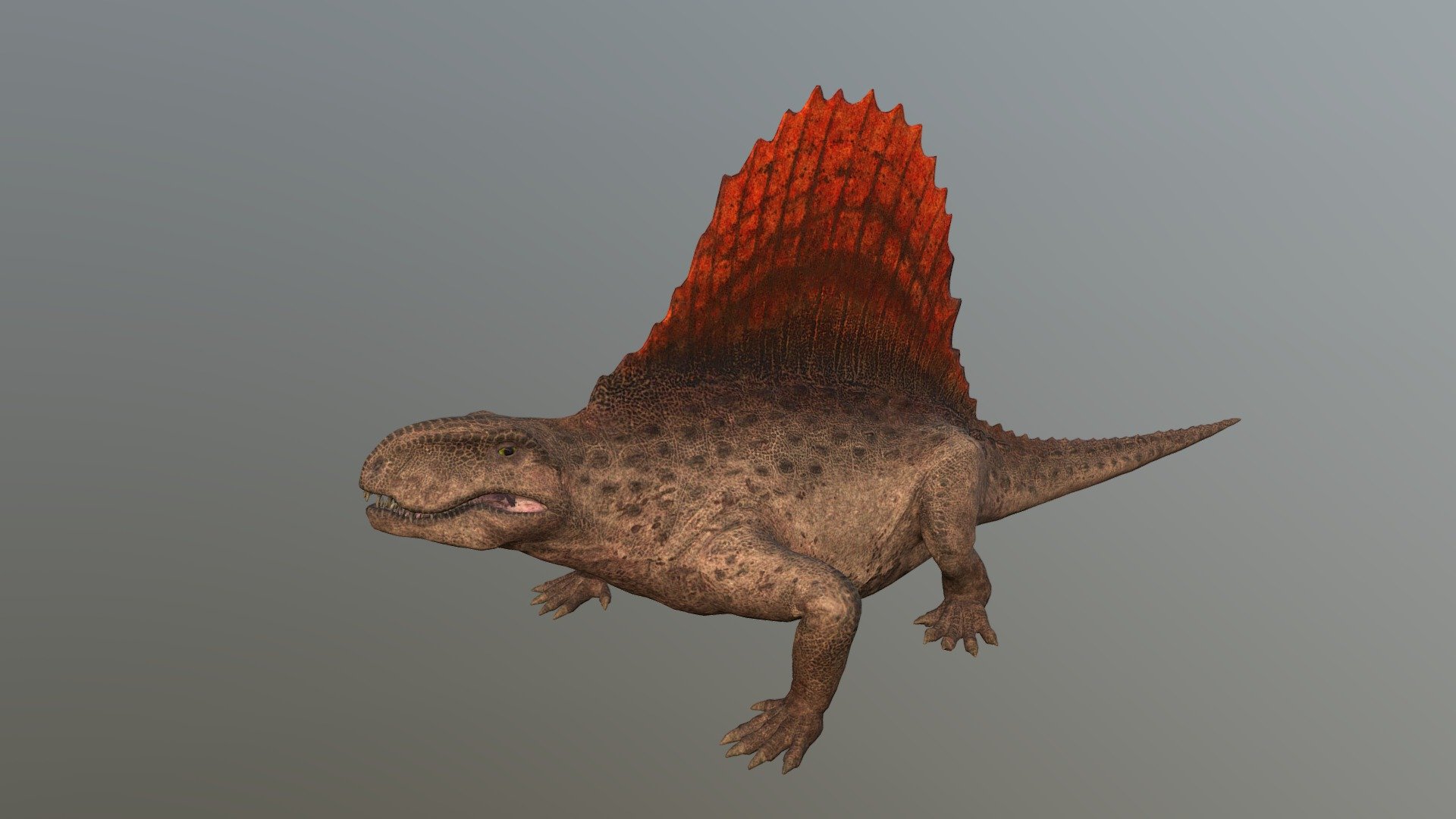Dimetrodon - Download Free 3D model by kenchoo [8a4d319] - Sketchfab