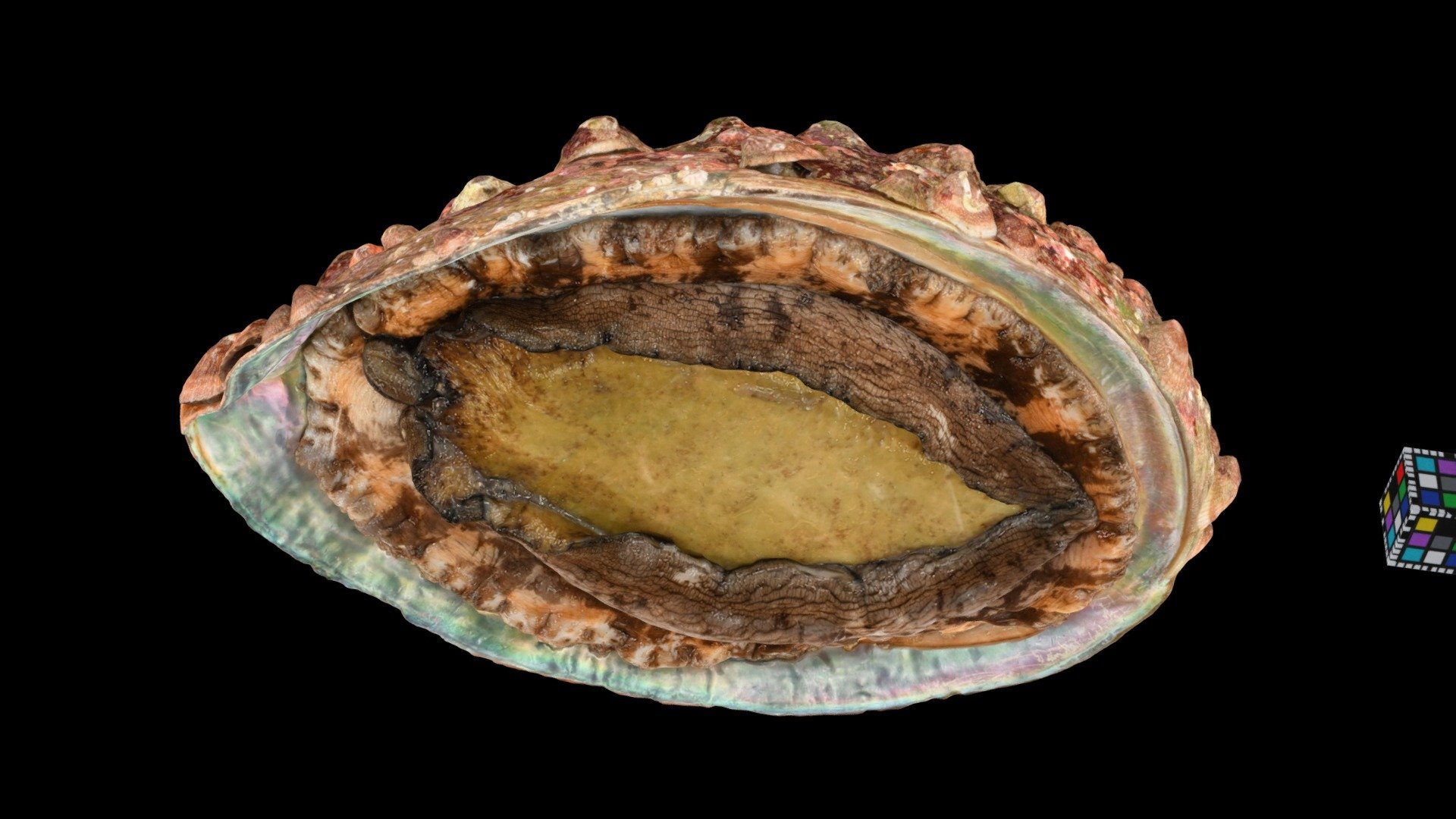 クロアワビ Disk Abalone, Haliotis discus discus - Download Free 3D model by ...