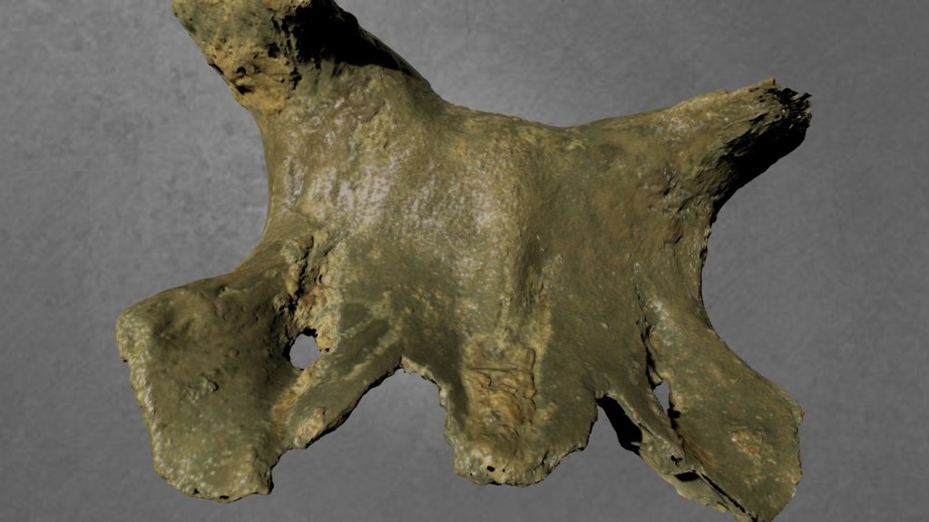 Star Carr Frontlet Cranium - 3D model by Visualising Heritage ...
