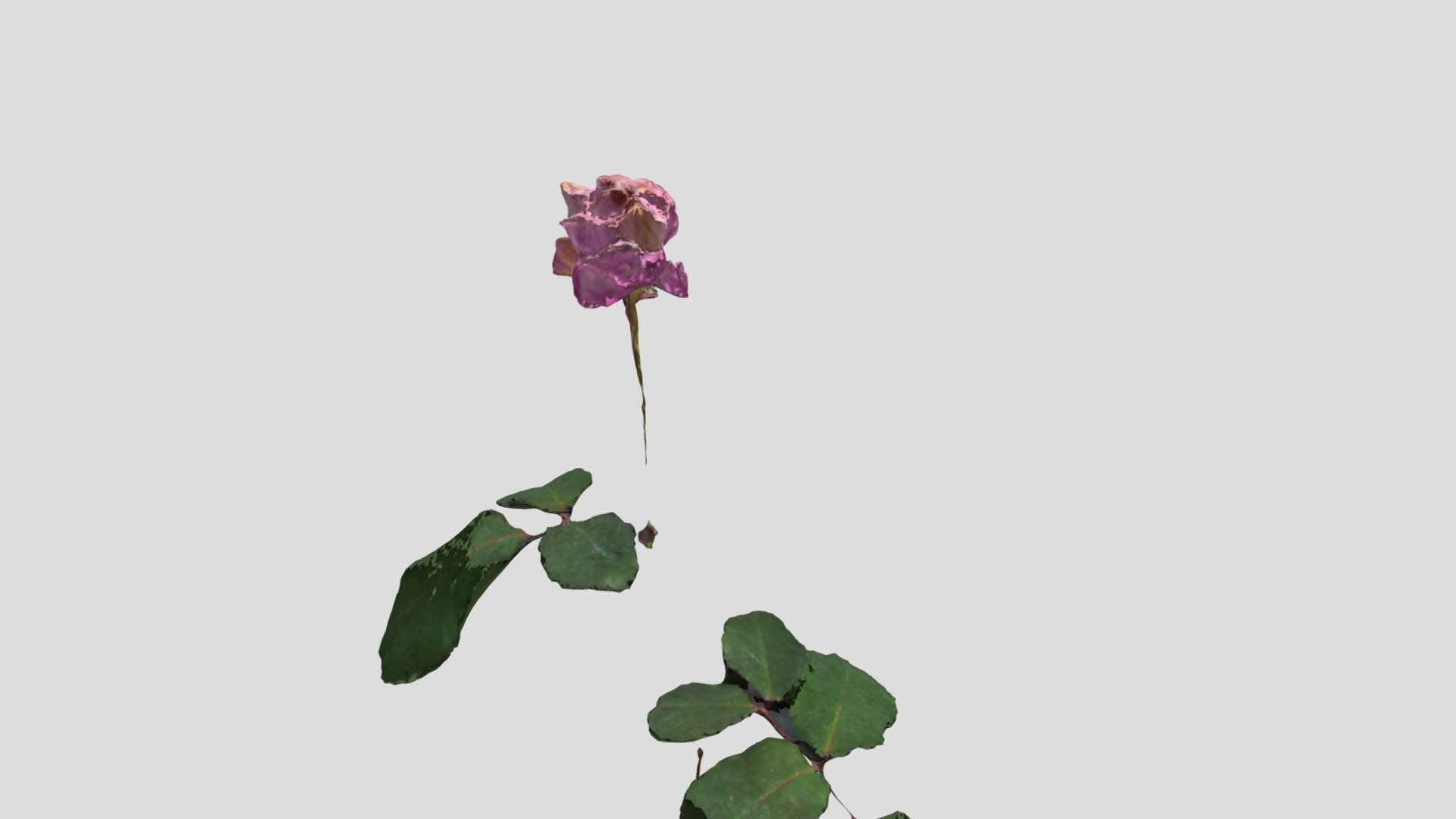 Dried rose from the garden - Download Free 3D model by scbenoit ...